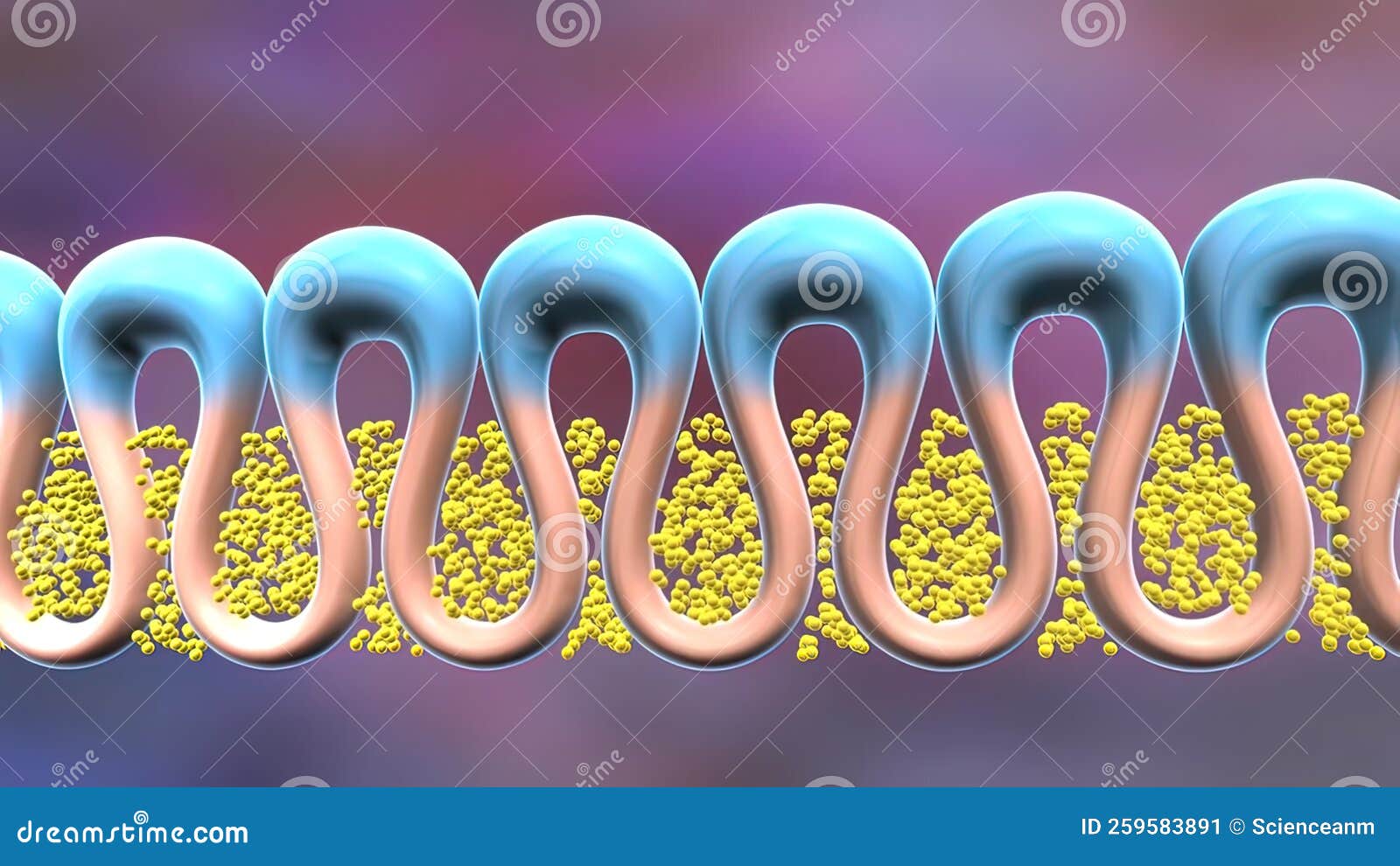 Interactions of Synthetic Polymers with Cell Membranes and Model ... Interactions of Synthetic Polymers with Cell Membranes and Model ...