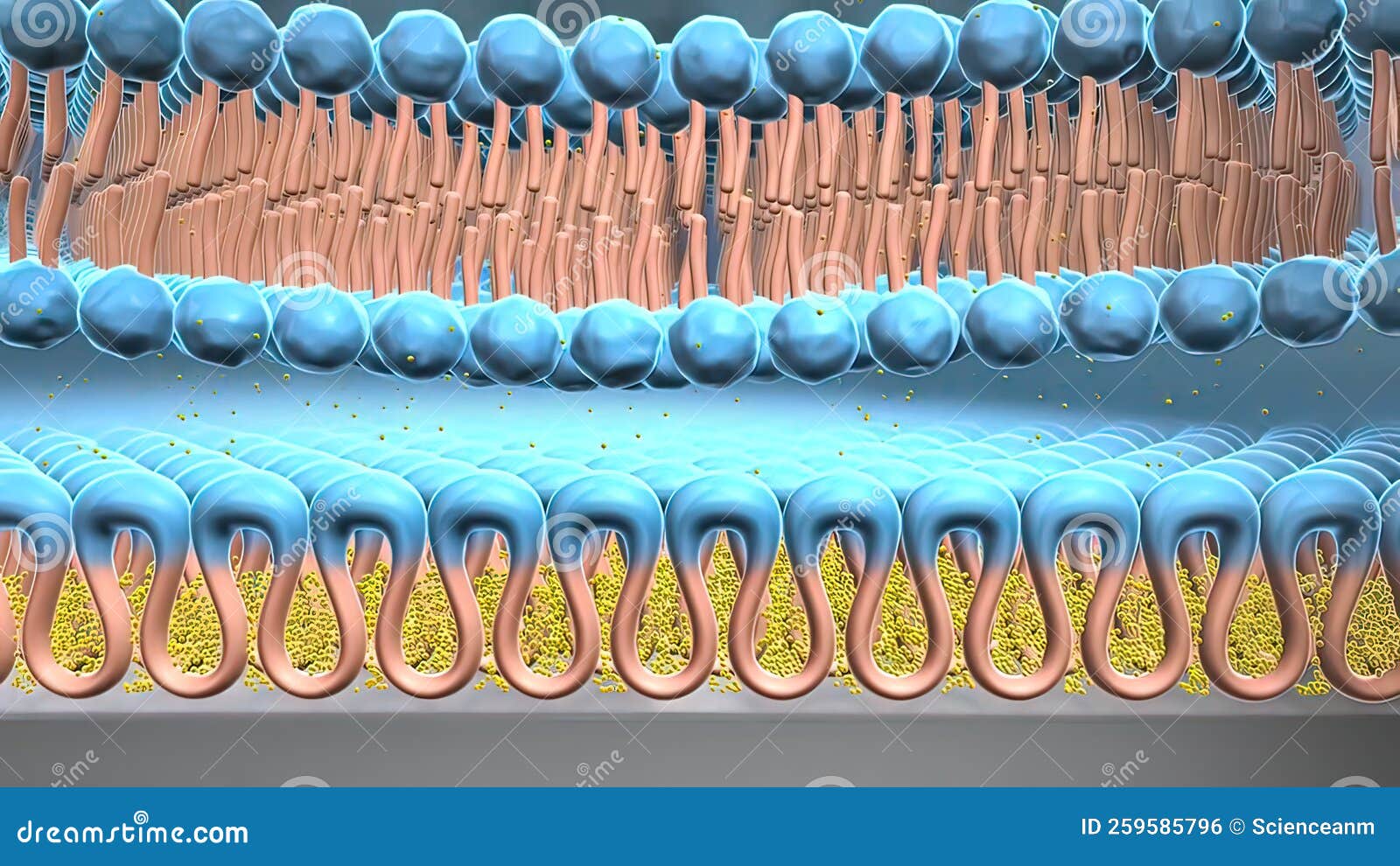 Interactions of Synthetic Polymers with Cell Membranes and Model ...