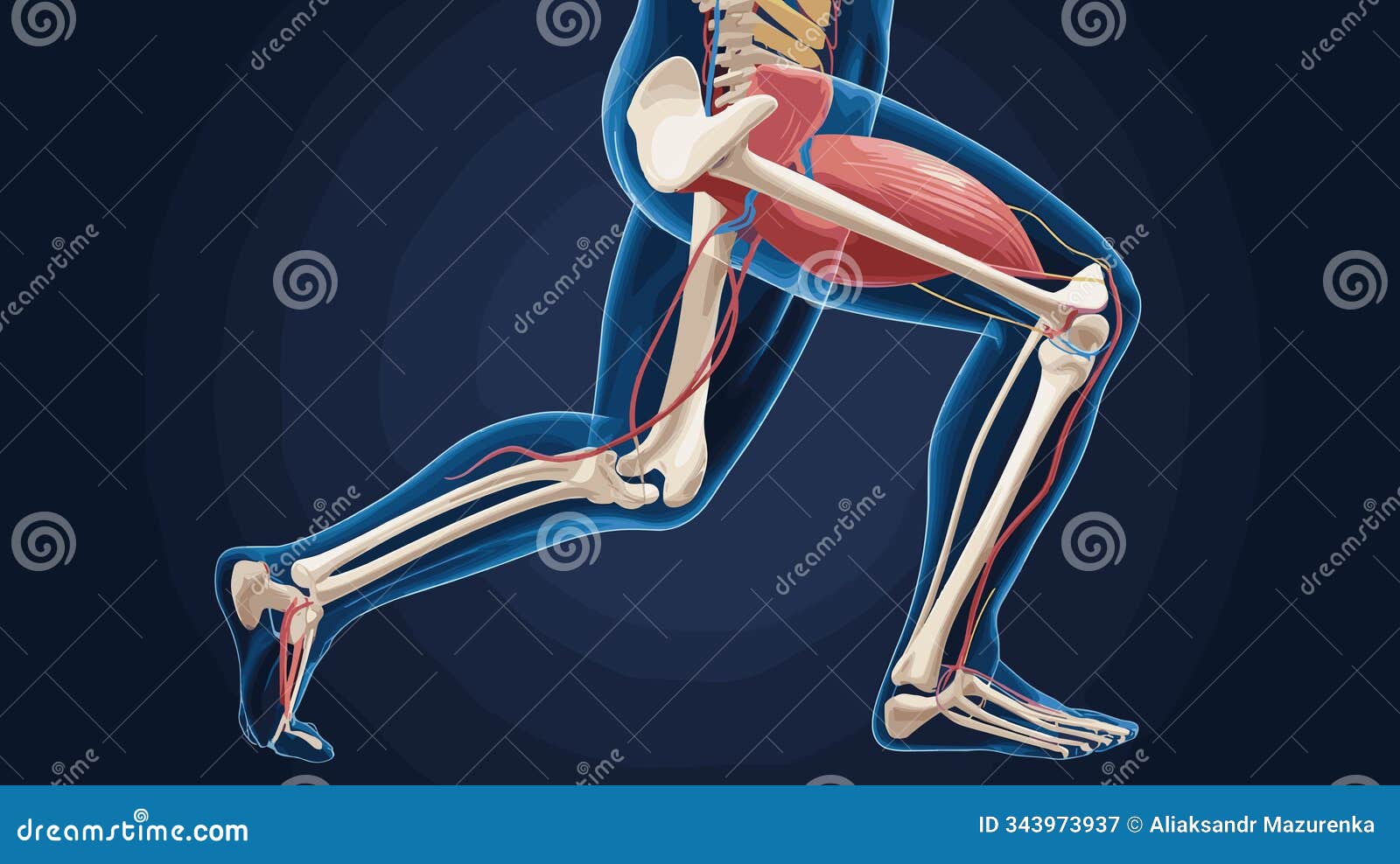 An Interactive 3D Model Allowing for in-depth Exploration of the Human ...