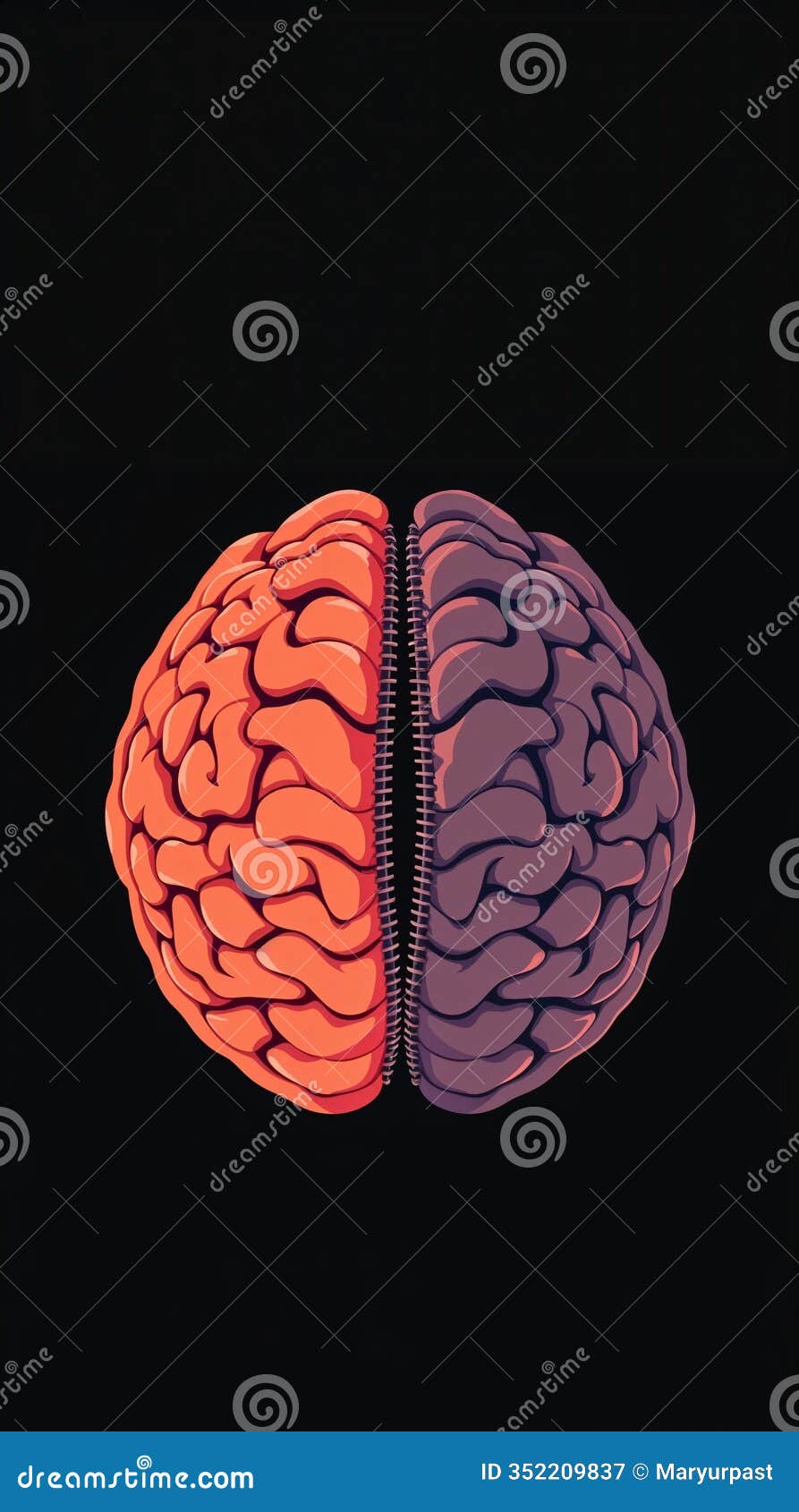 Interconnected Brain Hemispheres Connected by a Zip Locker Stock ...