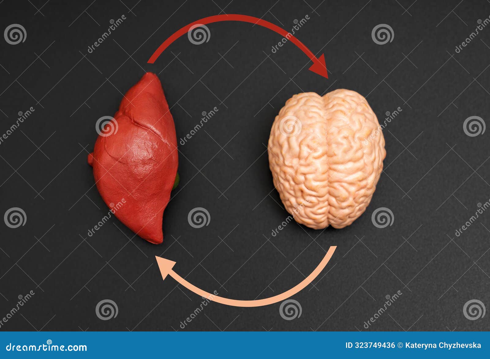 Interconnected Physiology of Liver and Brain Stock Photo - Image of ...