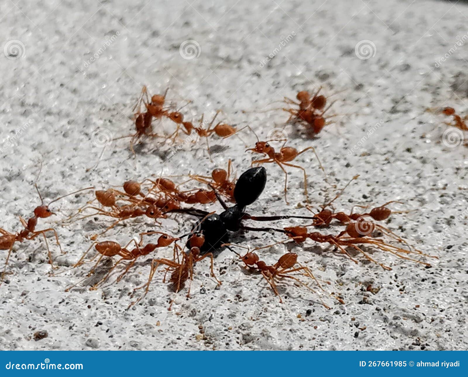 Interconnection of Ants with Each Other Stock Image - Image of beetle ...