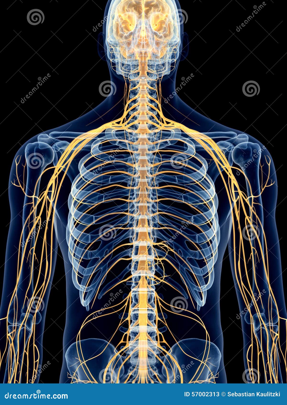 The intercostal nerves stock illustration. Illustration of central ...