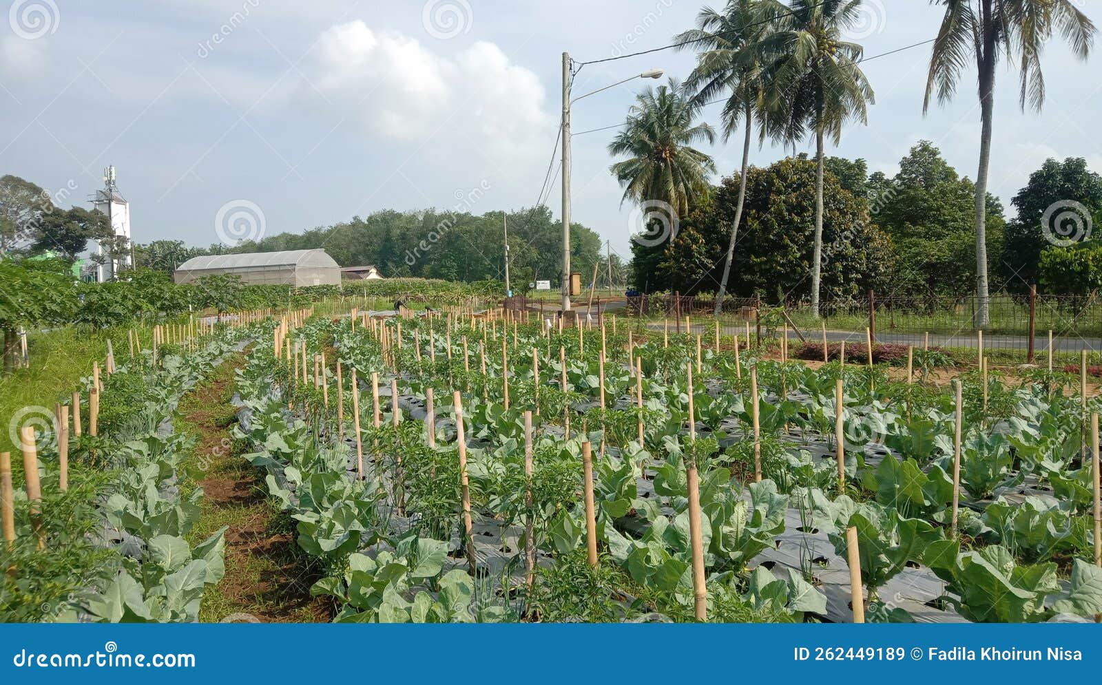 Intercropping Cauliflower and Chili To Make Land Efficient Stock Image ...