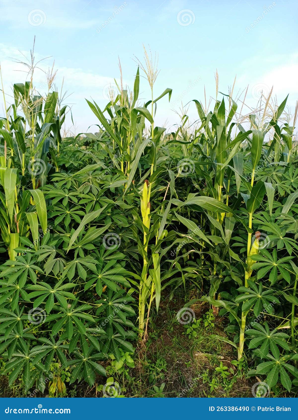 Corn Intercropping Royalty Free Stock Image 221878864