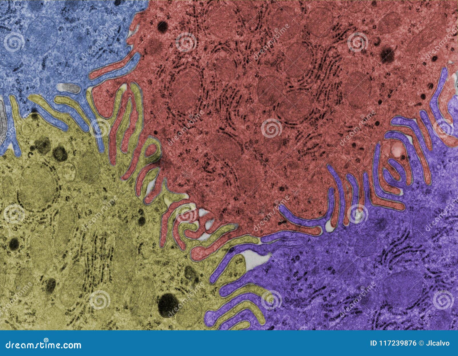 Interdigitations stock photo. Image of microscopy, epithelial - 117239876