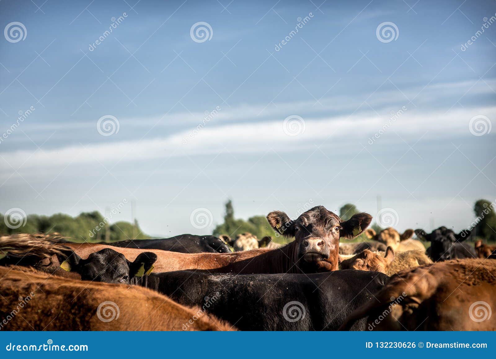 Interested Angus Cow Looking Around Lifting Her Head Under Herd Stock ...