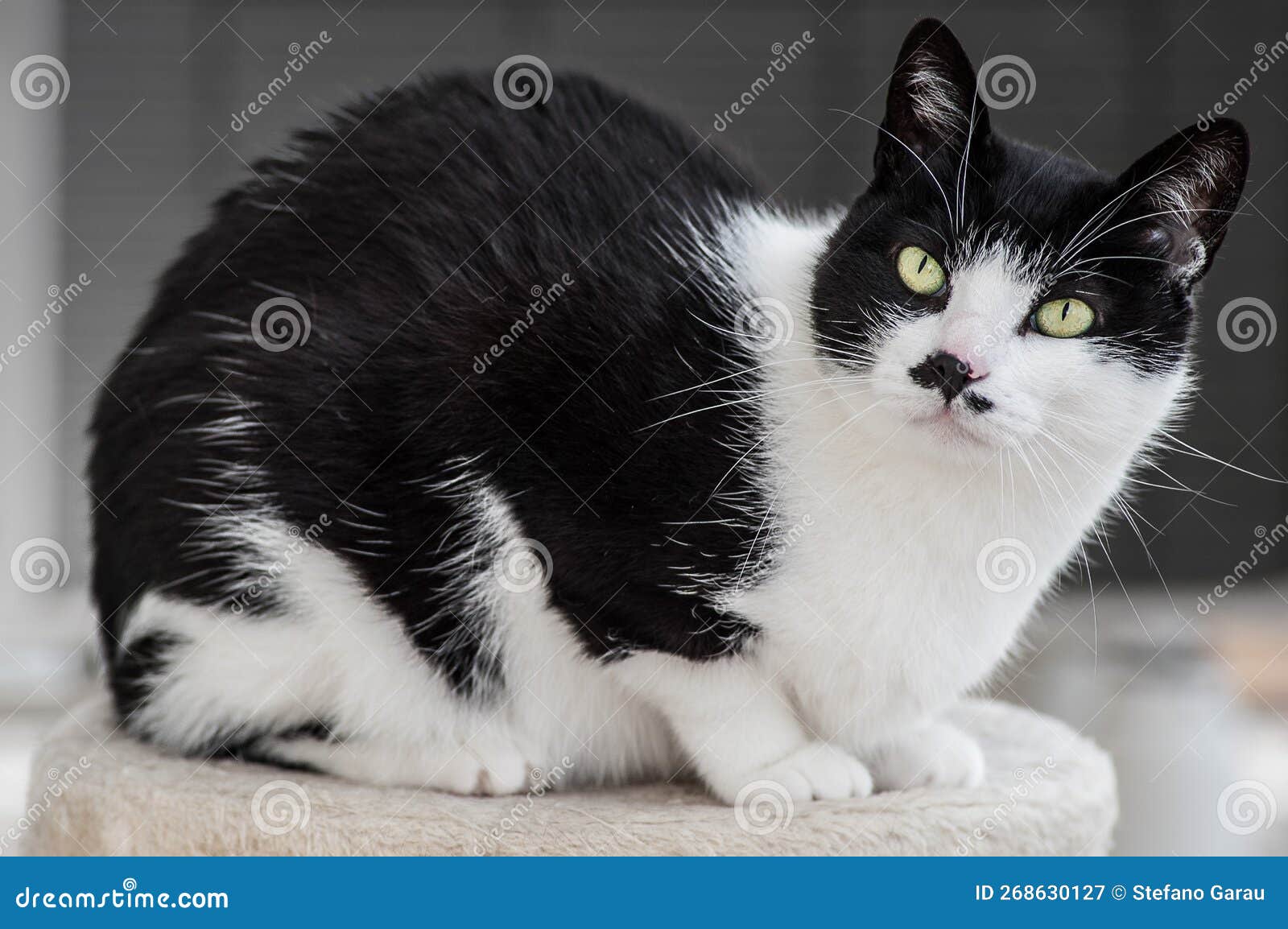 Black and White Cat with Interested Look. Stock Image - Image of ...