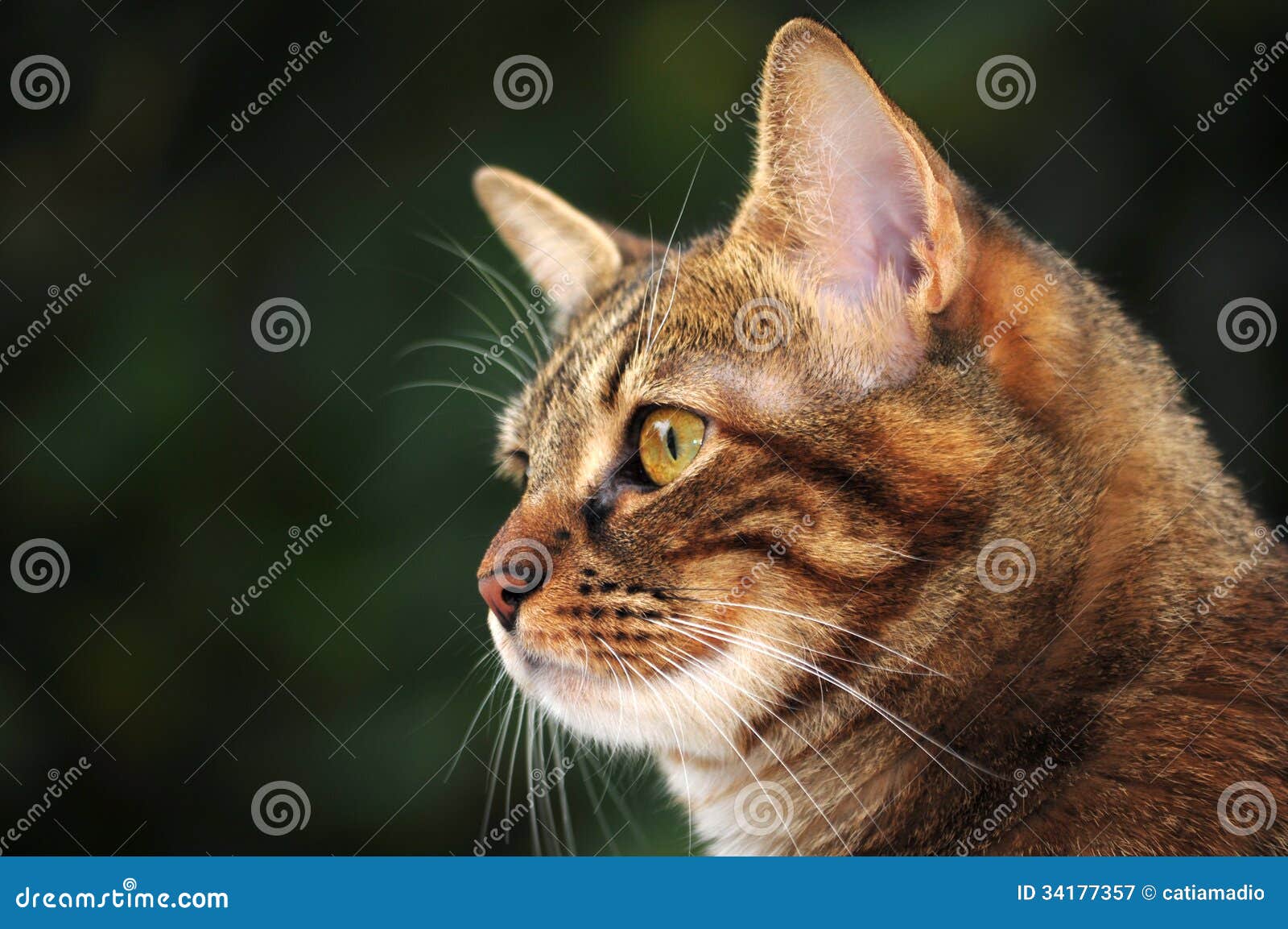 Interested cat portrait stock image. Image of watching - 34177357