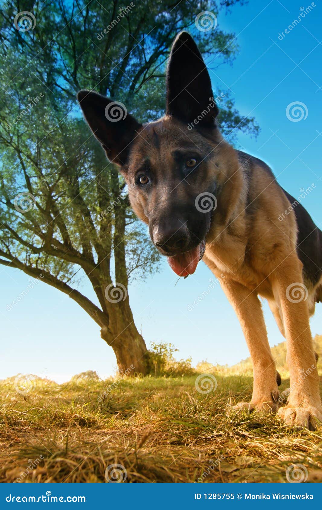 Interested Dog stock image. Image of looking, funny, interested - 1285755