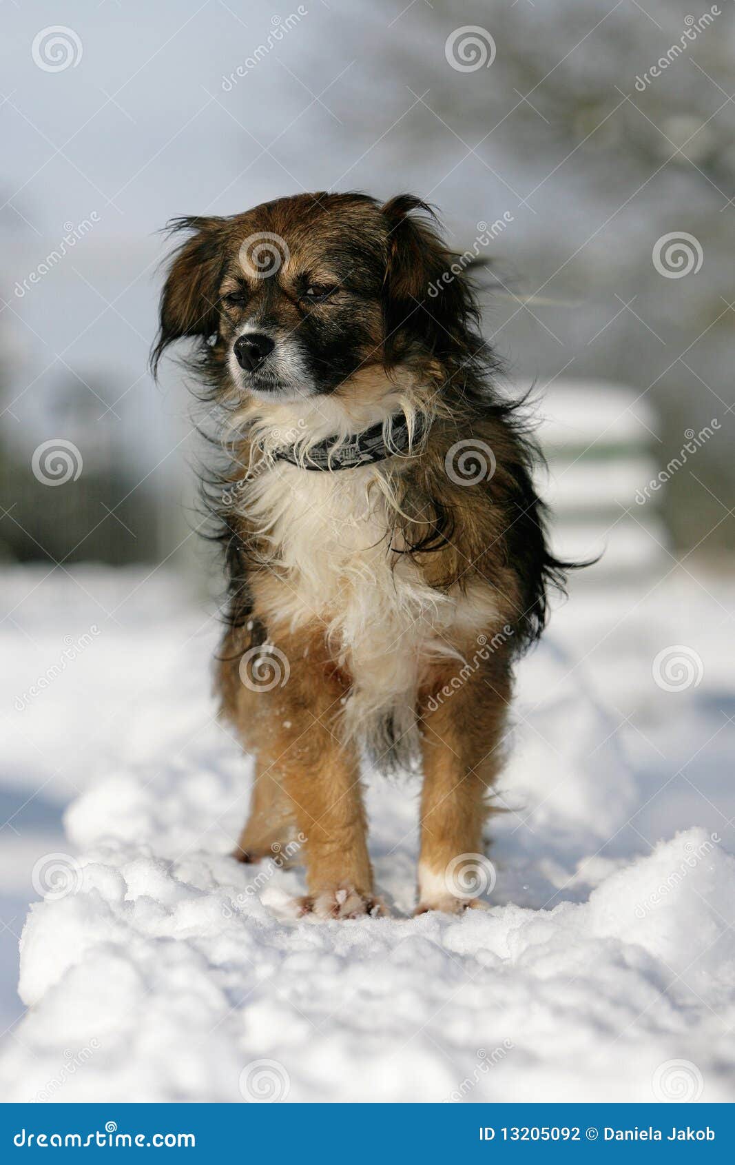 Interested dog stock photo. Image of long, lovely, cute - 13205092