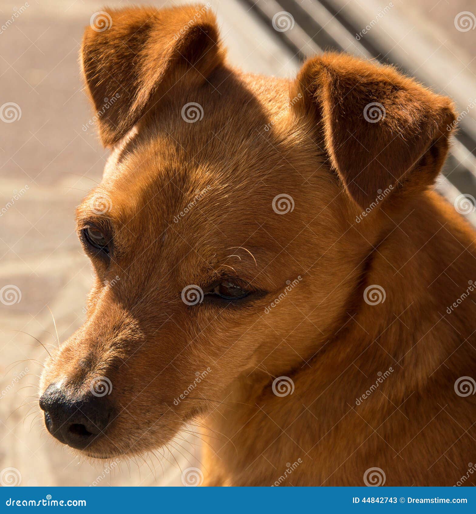 Interested dog stock image. Image of animals, interested - 44842743