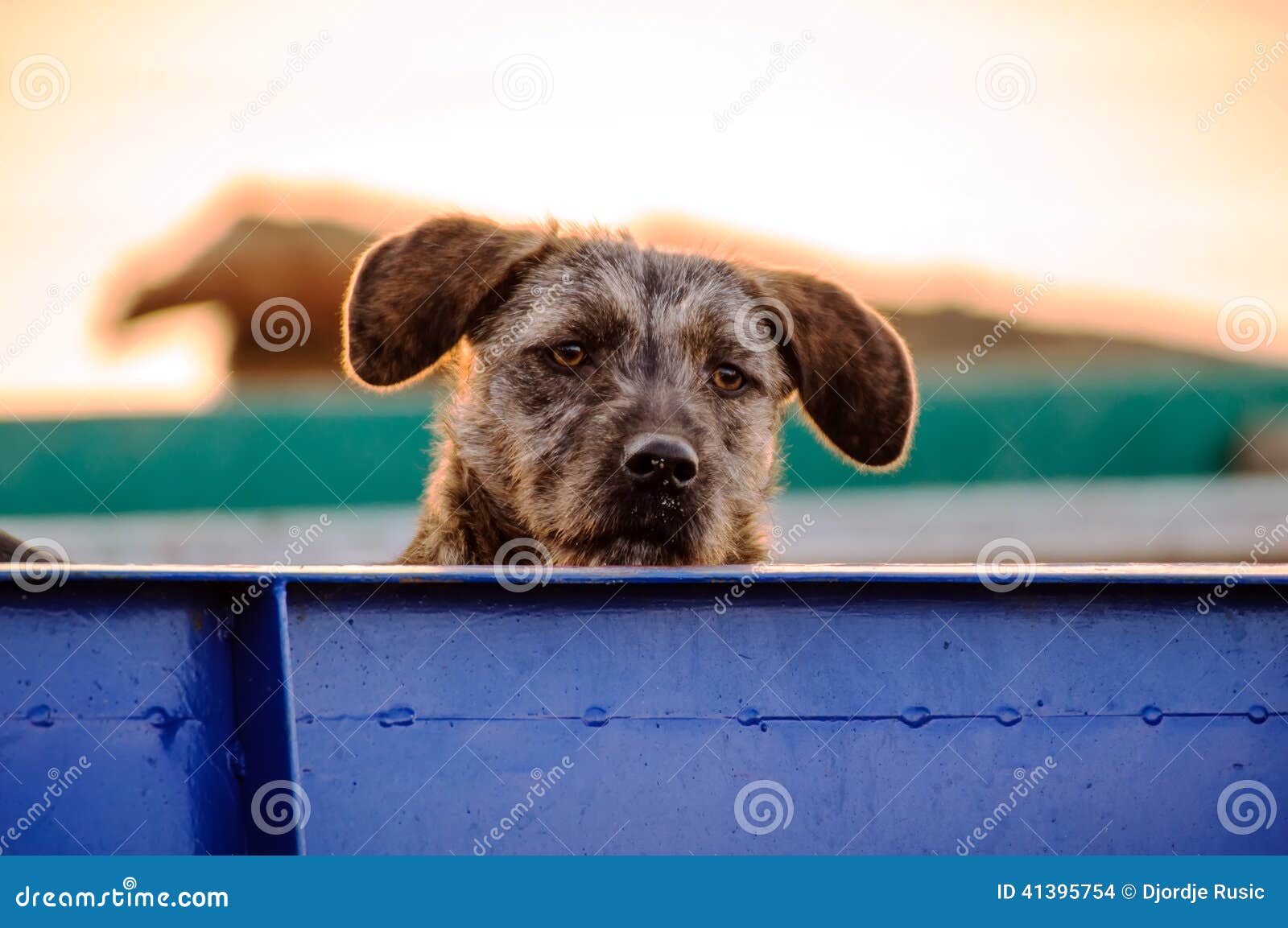Interested Dog stock photo. Image of head, purebred, curiosity - 41395754