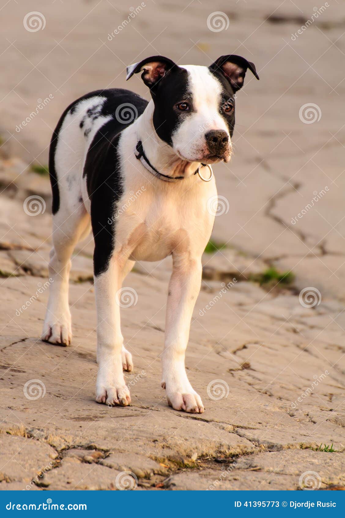 Interested Dog stock image. Image of pets, mammal, isolated - 41395773