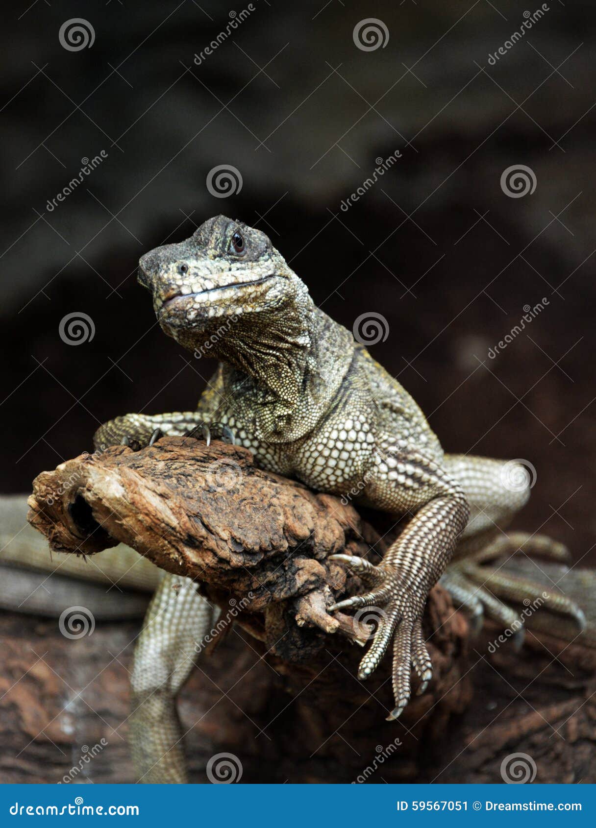 Interested lizard stock image. Image of interested, wildlife - 59567051