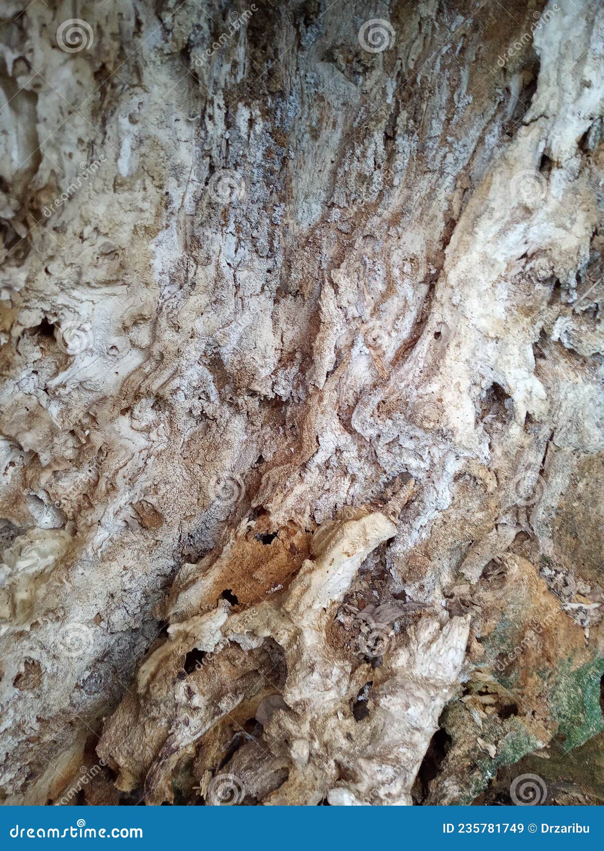 An Interesting Appearance of a Stump and a Tree of Rotten Wood Stock ...