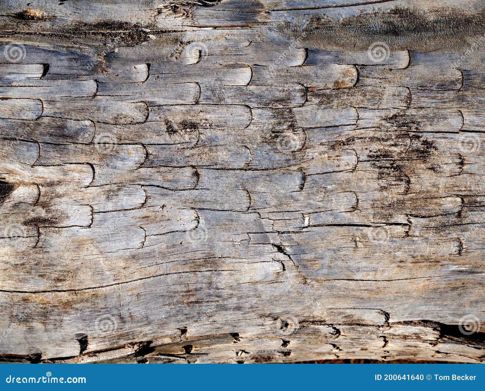 Interesting Bark Details are Seen on Log at Beach Stock Photo - Image ...