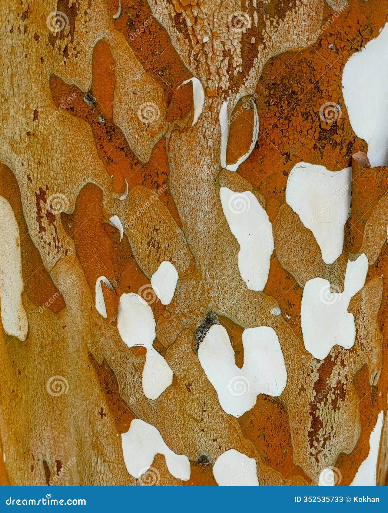 Interesting and Beautiful Pattern on a Tree Trunk Stock Image - Image ...