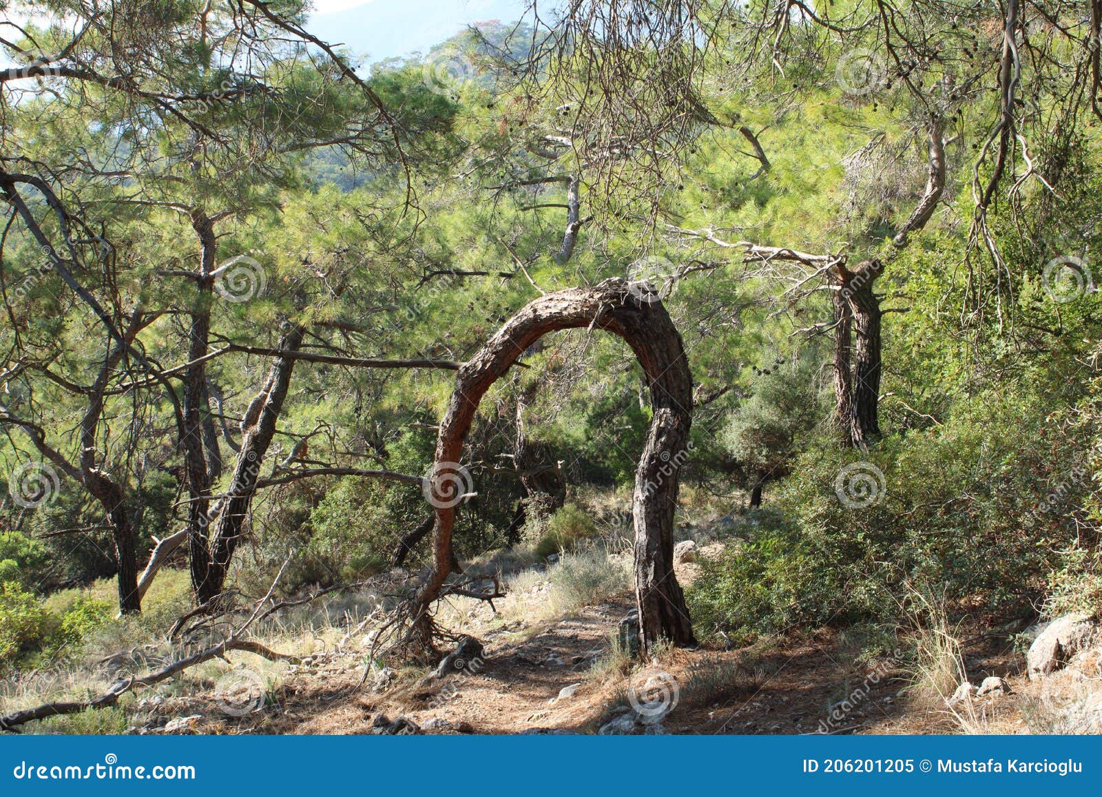 Interesting Bended Tree in Ancient Lycian Way Stock Image - Image of ...