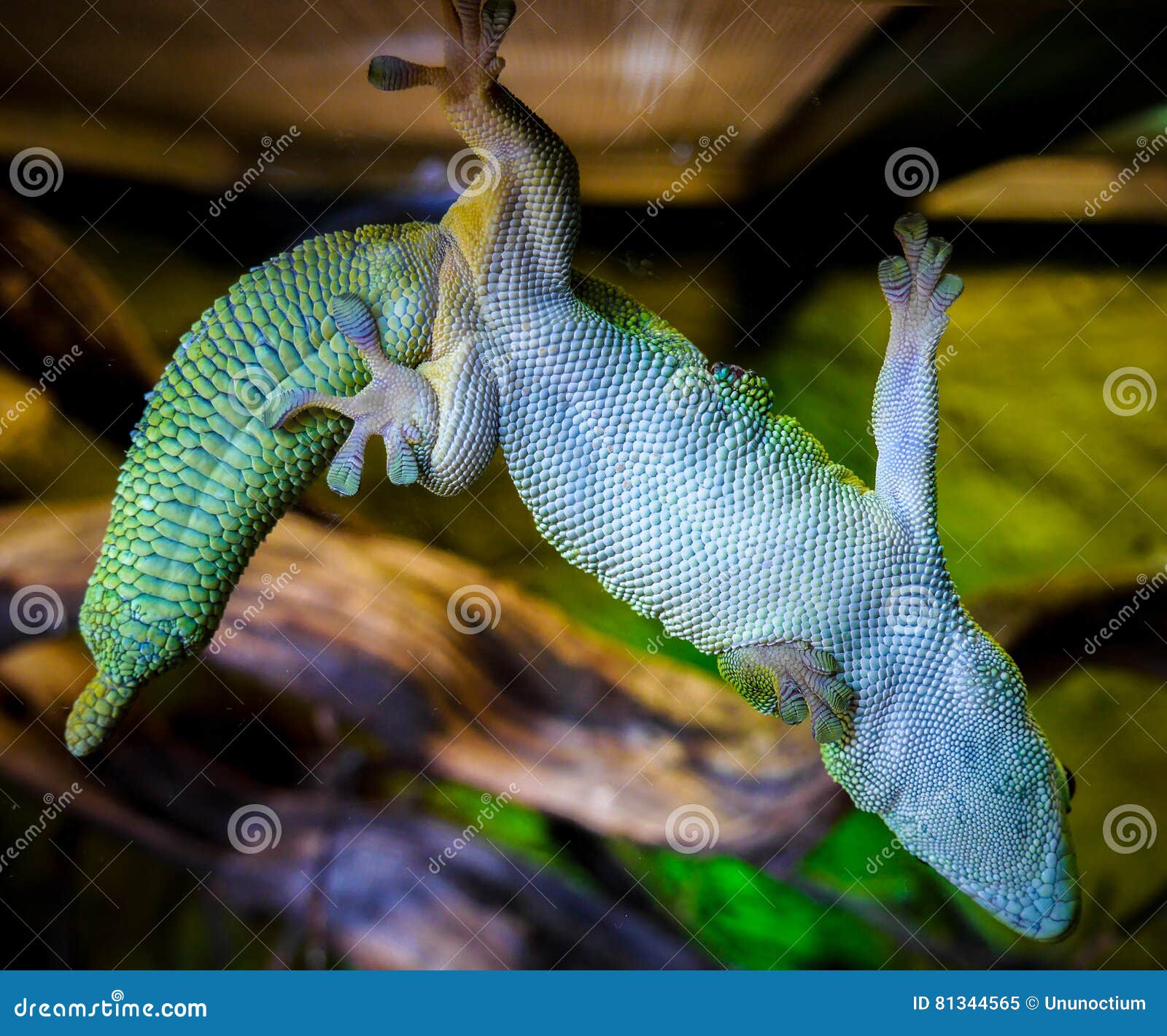 The Interesting Bottom Surface of a Gecko Stock Image - Image of gecko ...