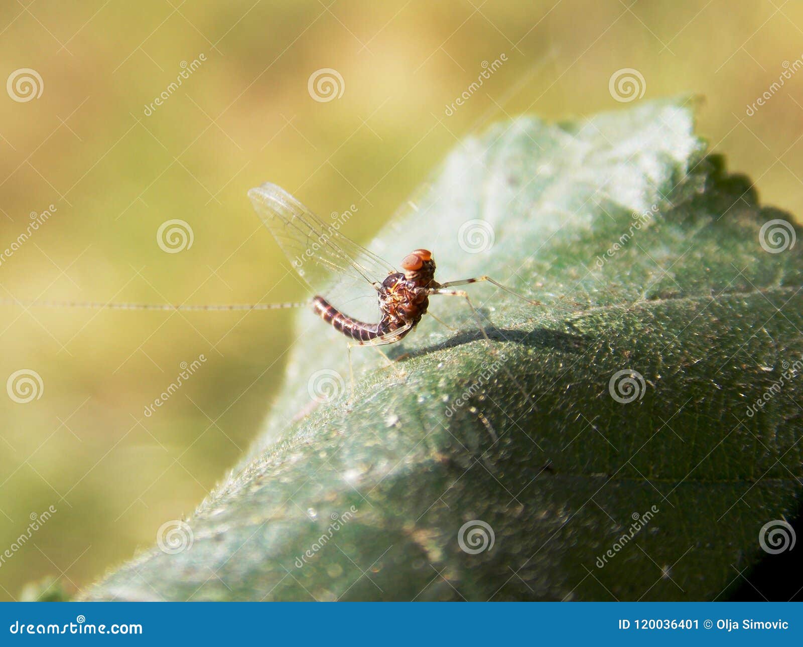 Interesting Bug on the List Stock Image - Image of list, little: 120036401