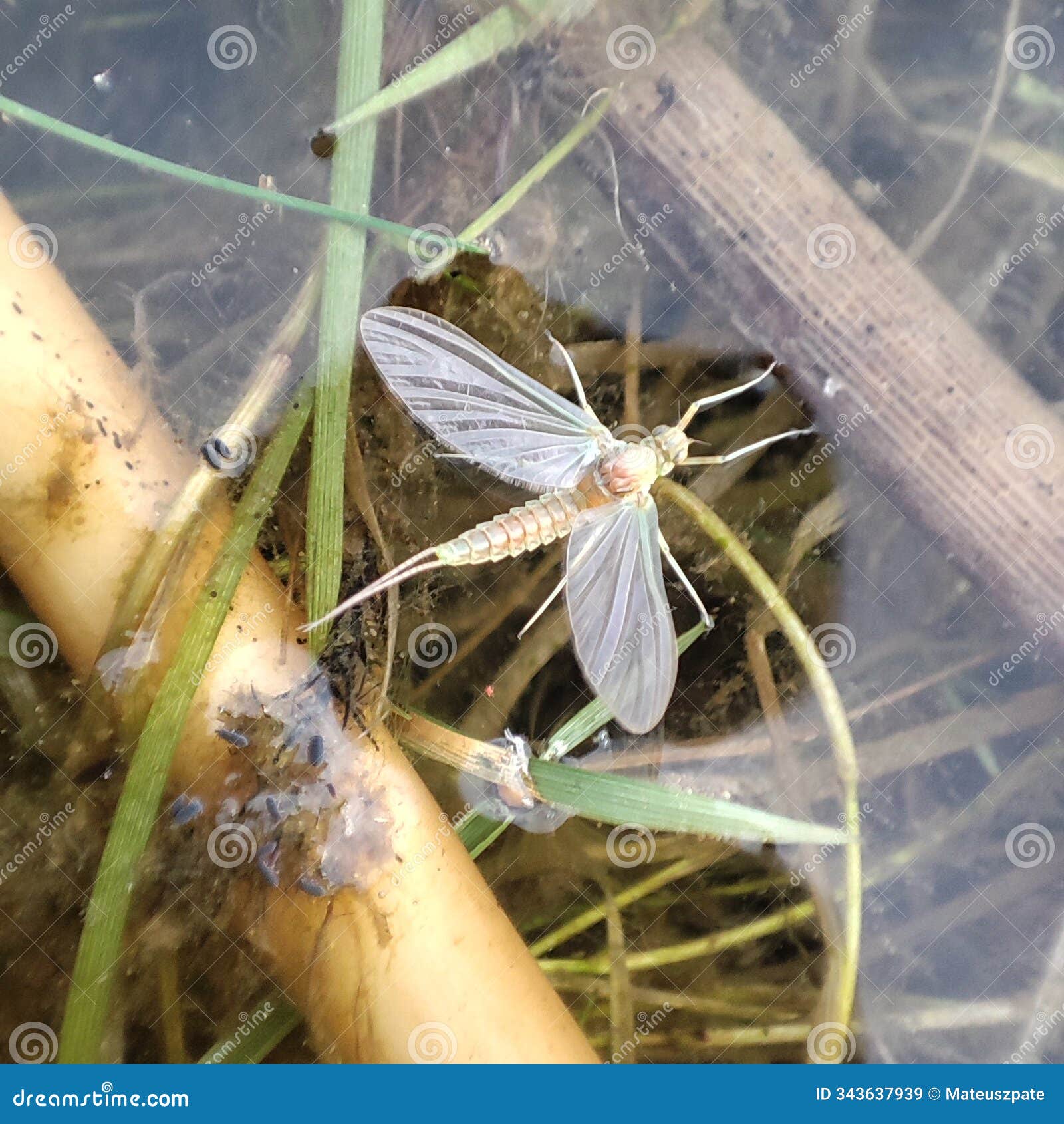 Interesting Bug with Wings Floating in Water Stock Image - Image of ...