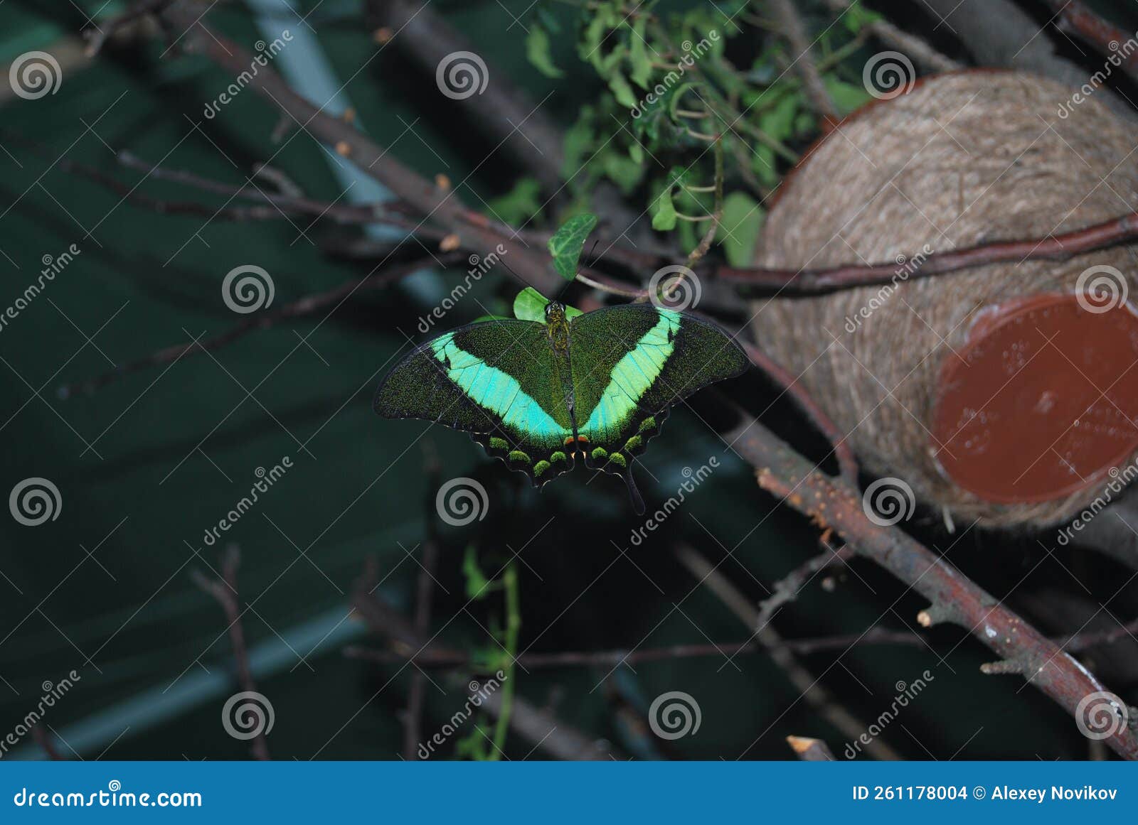 Interesting butterfly stock photo. Image of green, leaf - 261178004