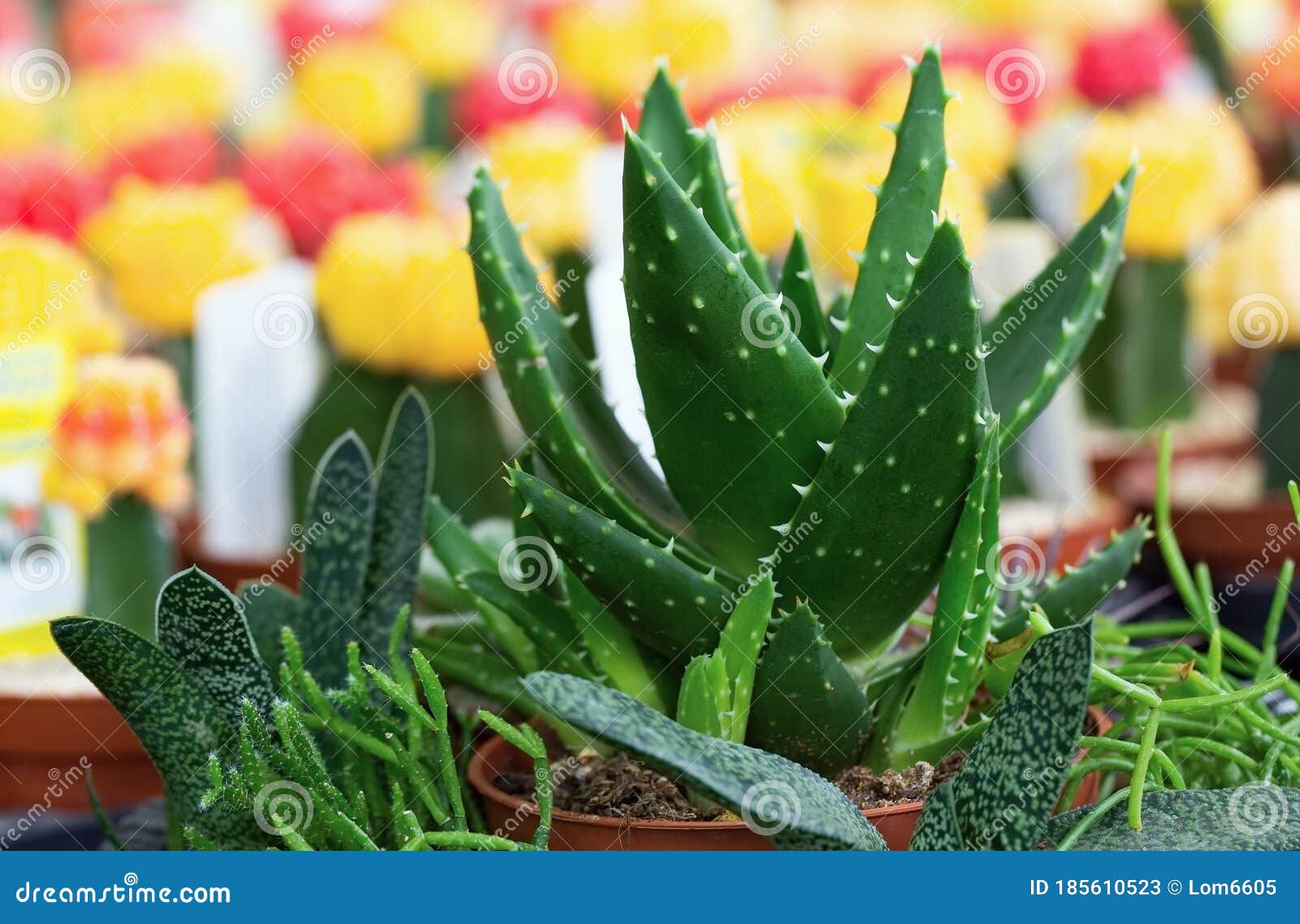 Interesting Cactus in Nature Stock Image - Image of decoration, garden ...