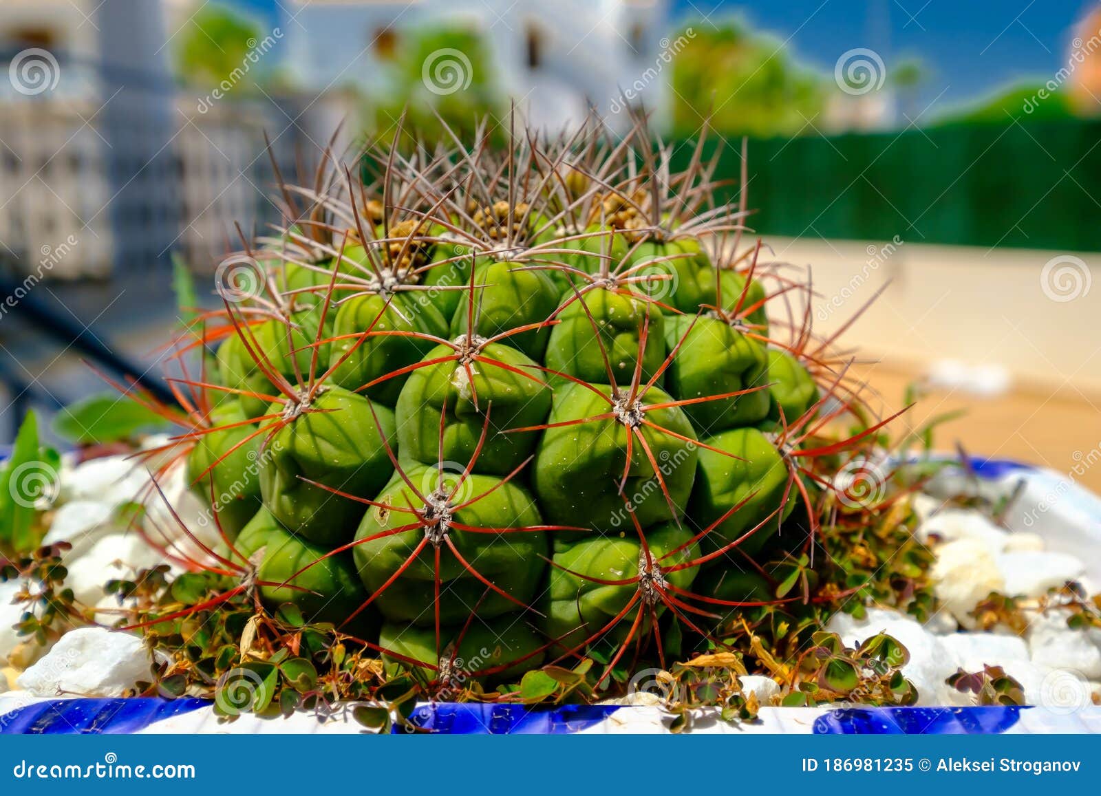 Interesting Cactus Species, Exotic Plants Stock Image - Image of growth ...