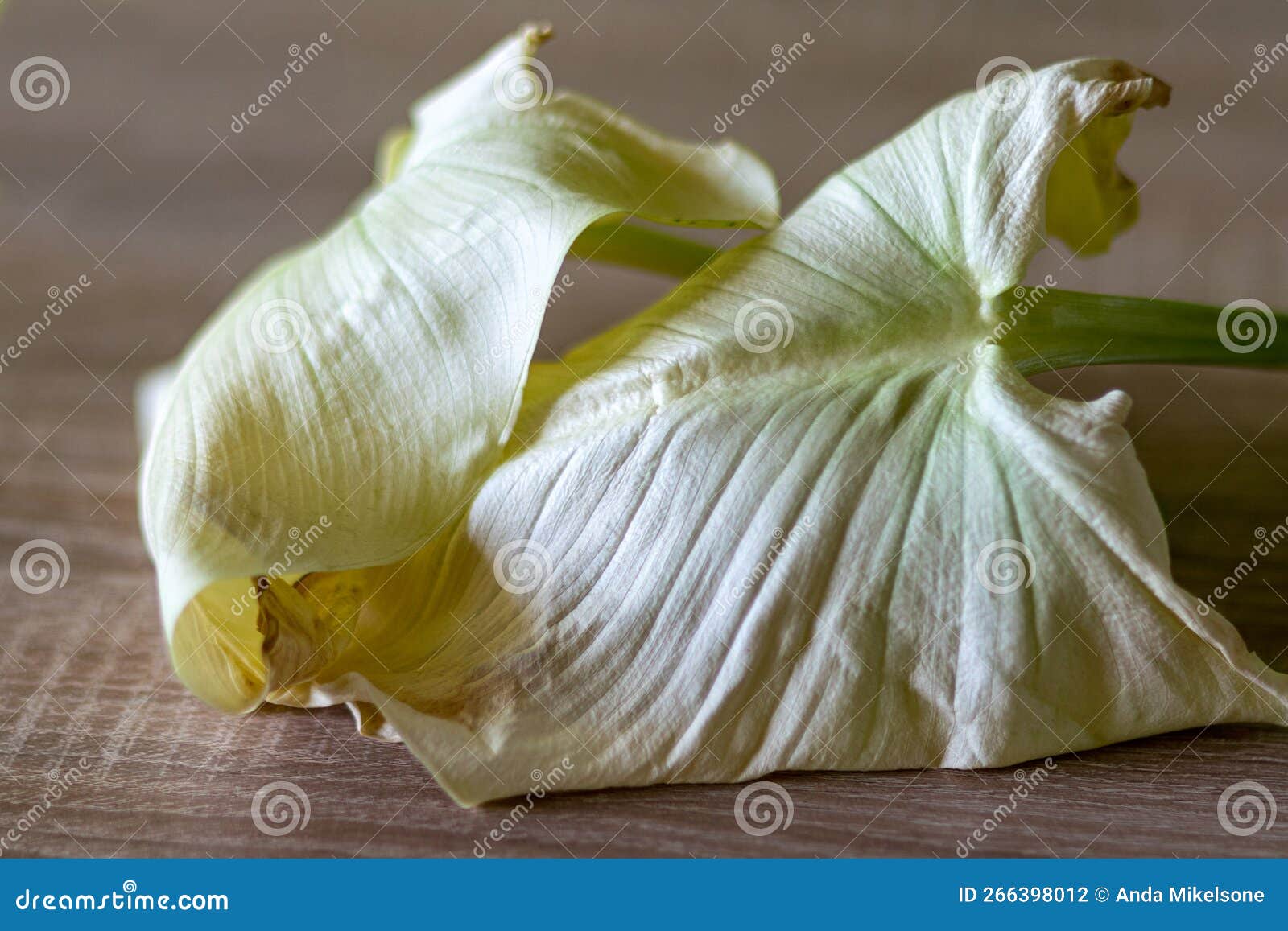 Interesting Calla Leaves, Close-up View, Leaf Texture Stock Photo ...