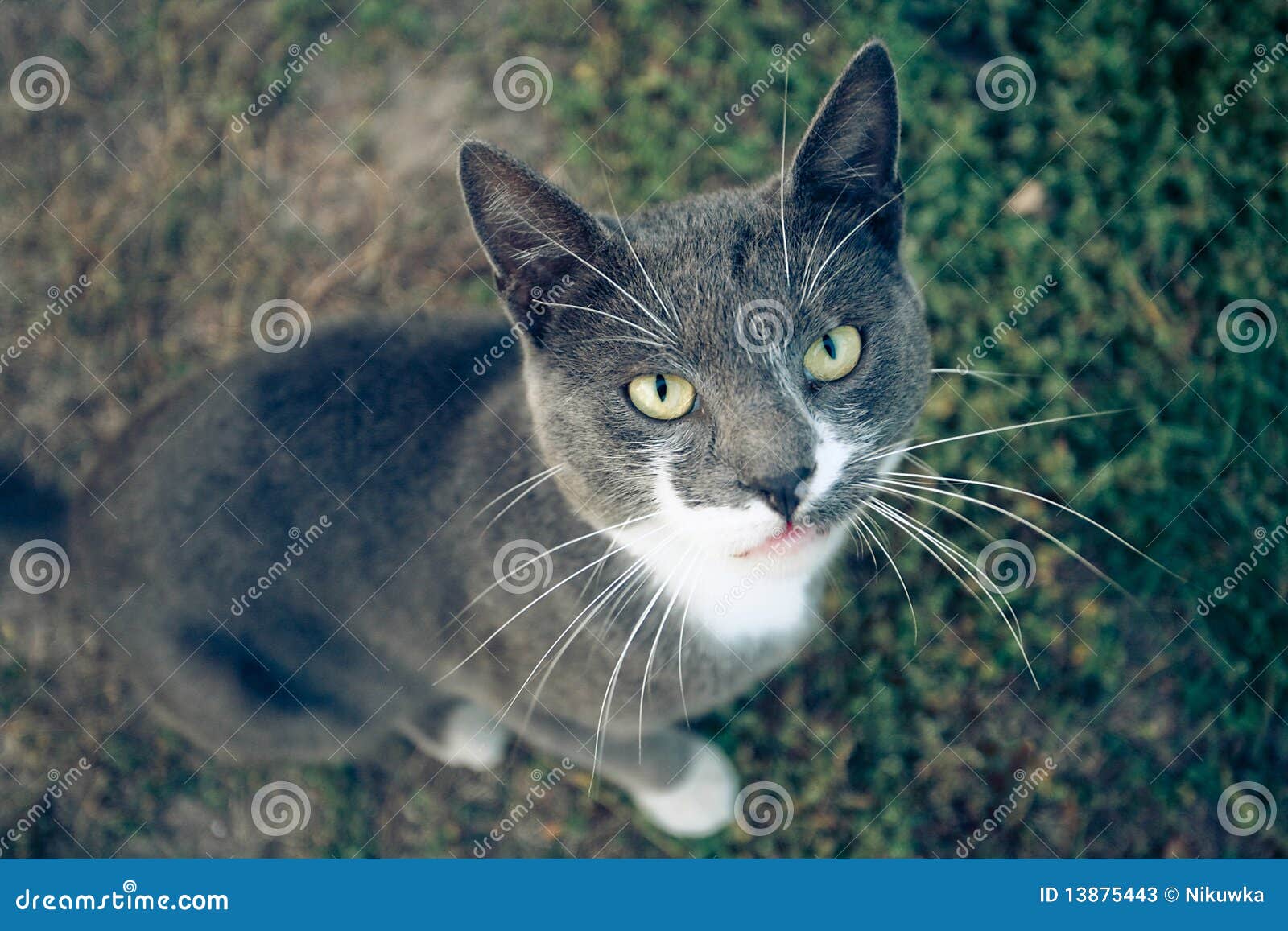 Interesting cat stock image. Image of cute, outdoors - 13875443