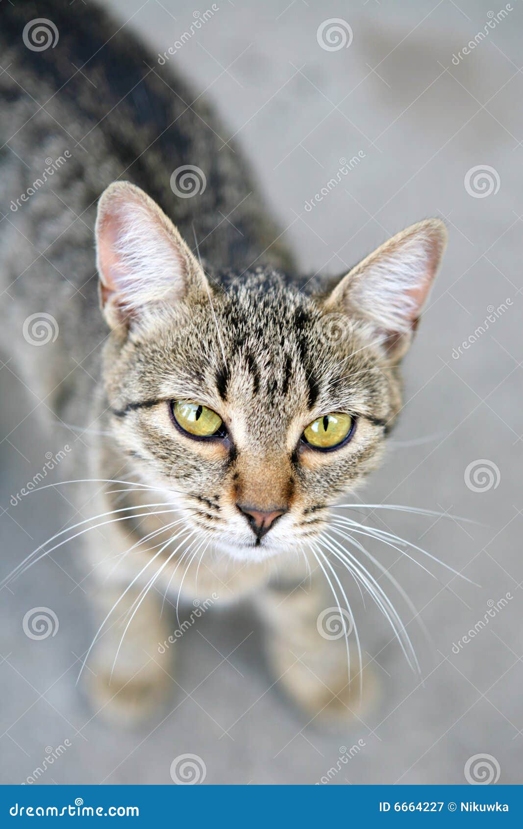 Interesting cat stock image. Image of detail, small, face - 6664227