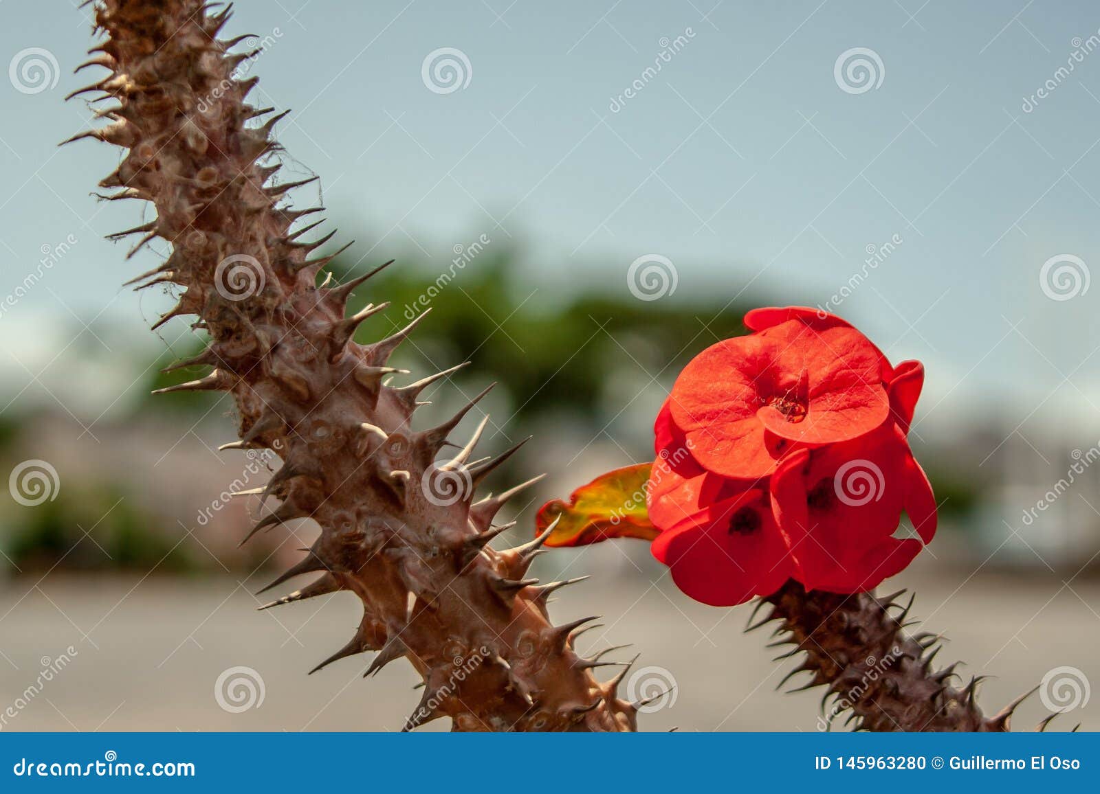 Interesting Close Up from a Blossom Stock Photo - Image of color ...