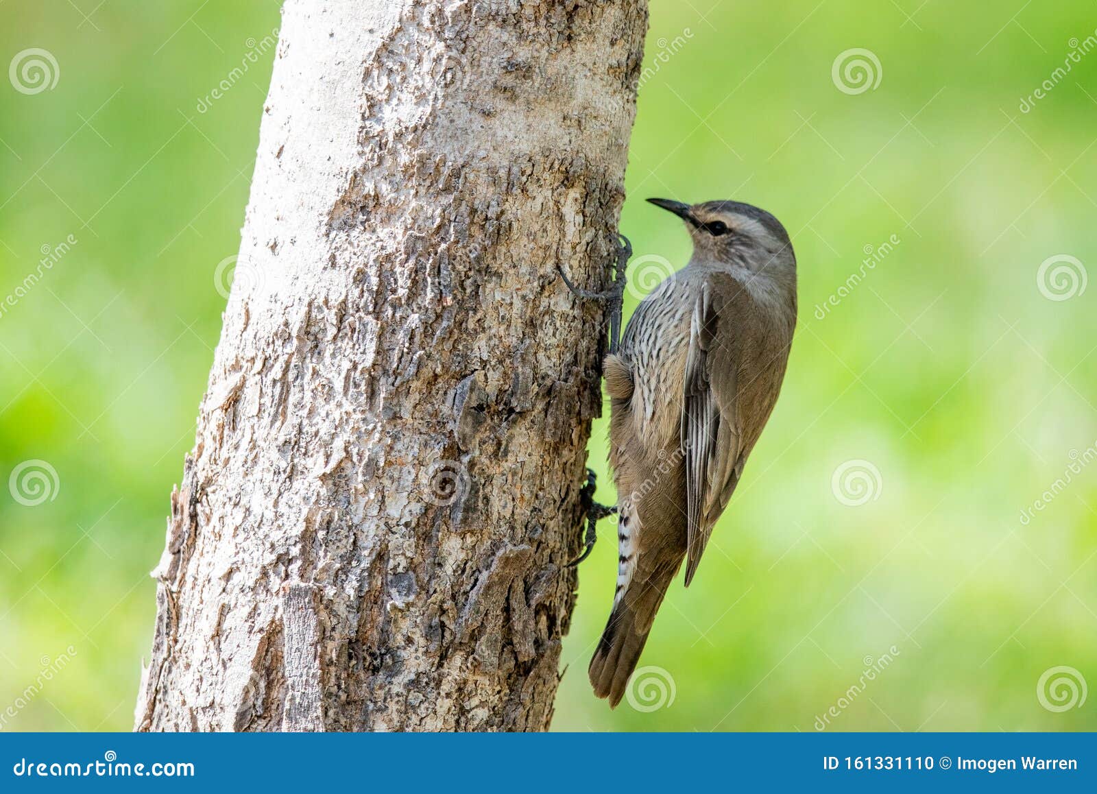 Brown Treecreeper in Australia Stock Photo - Image of ornithology ...