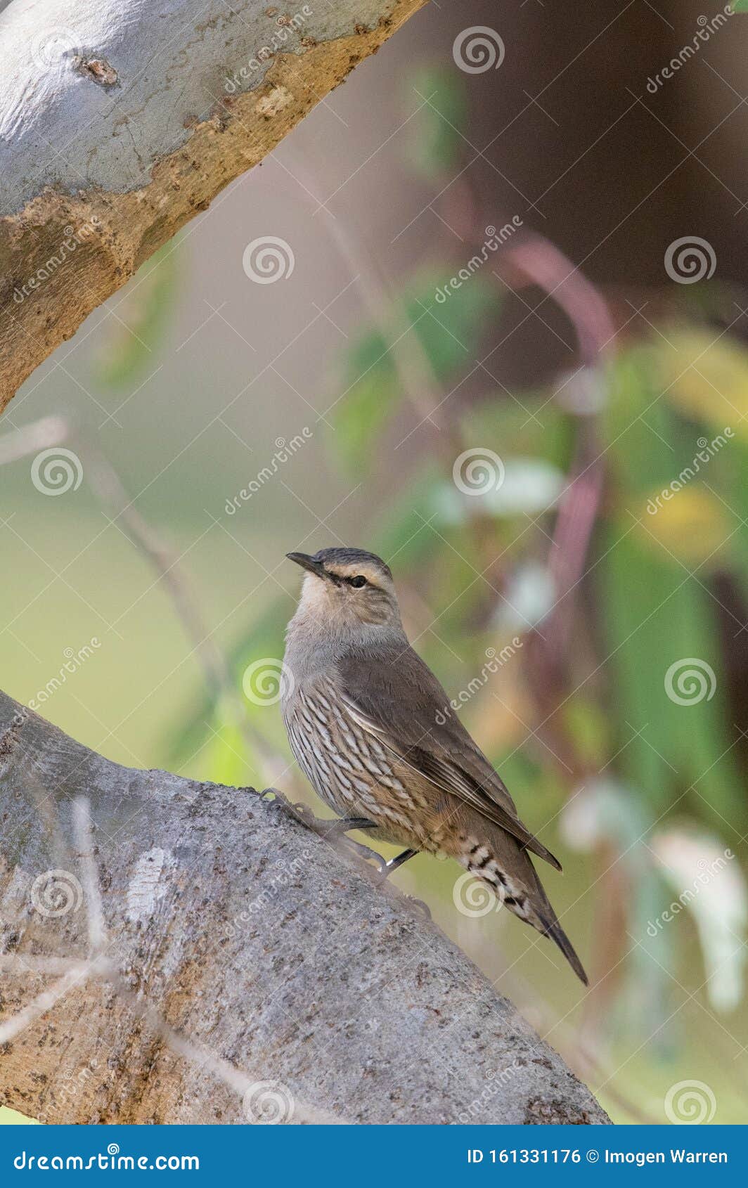Brown Treecreeper in Australia Stock Photo - Image of colourful ...