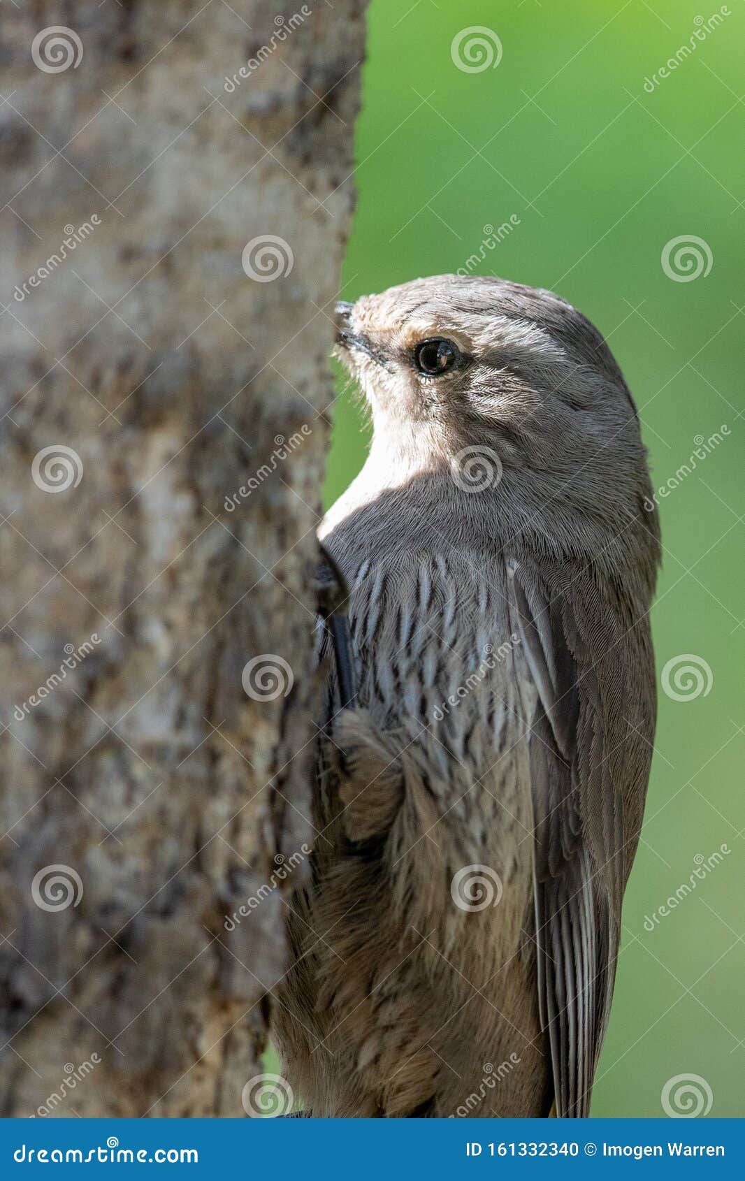 Brown Treecreeper in Australia Stock Photo - Image of ornithology ...