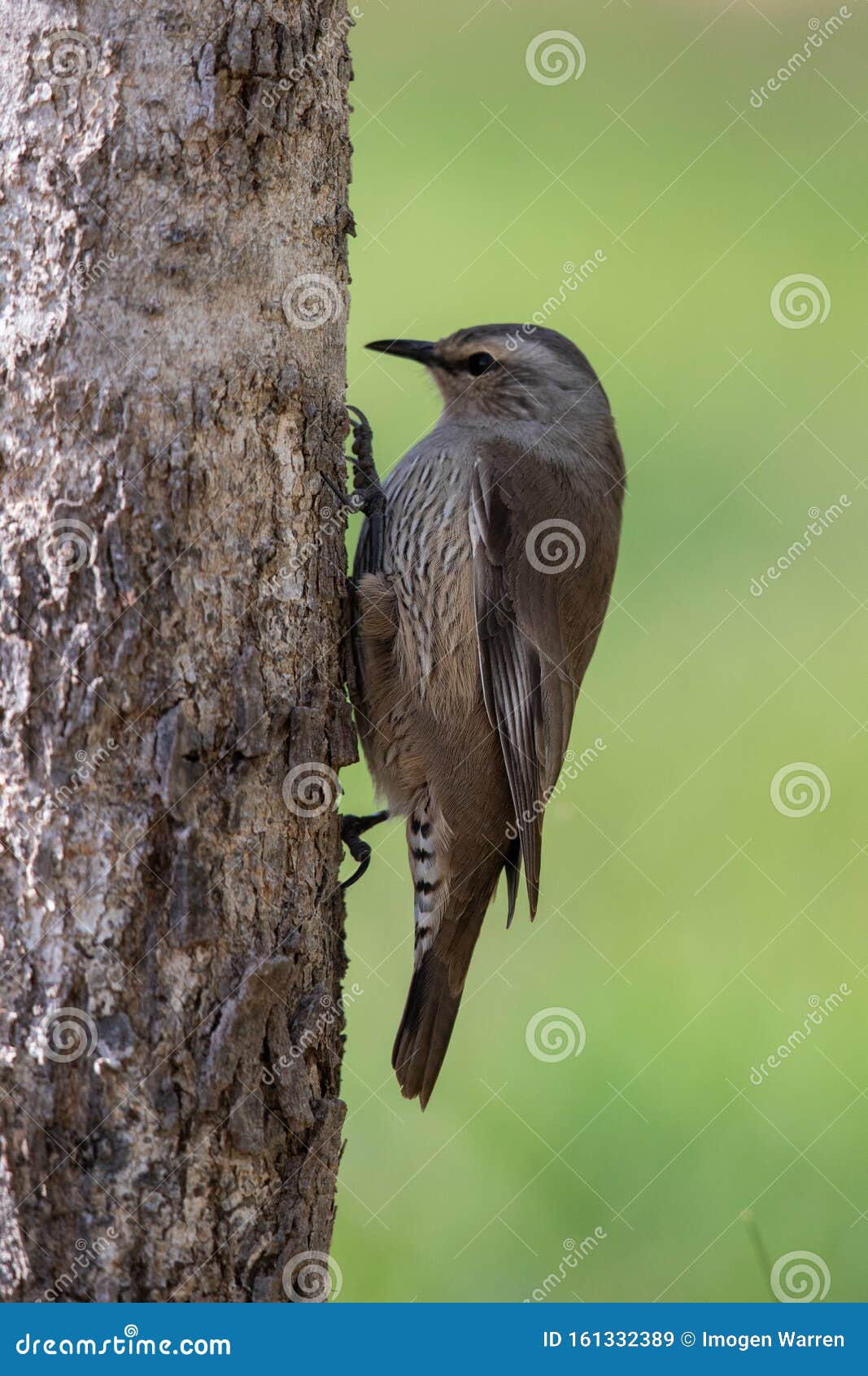 Brown Treecreeper in Australia Stock Image - Image of climbs, brown ...