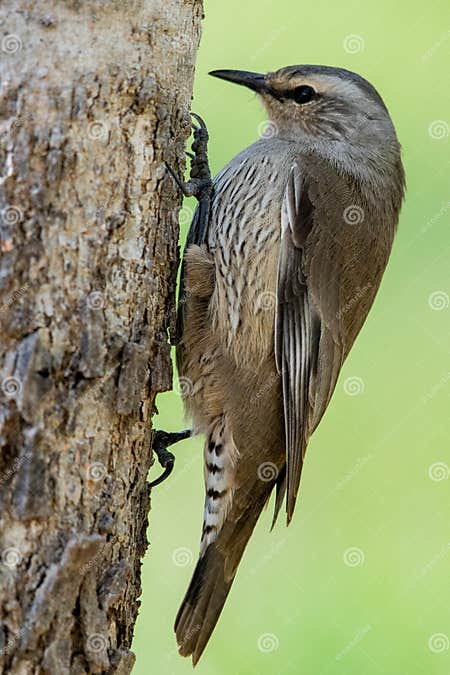 Brown Treecreeper in Australia Stock Photo - Image of beautiful ...