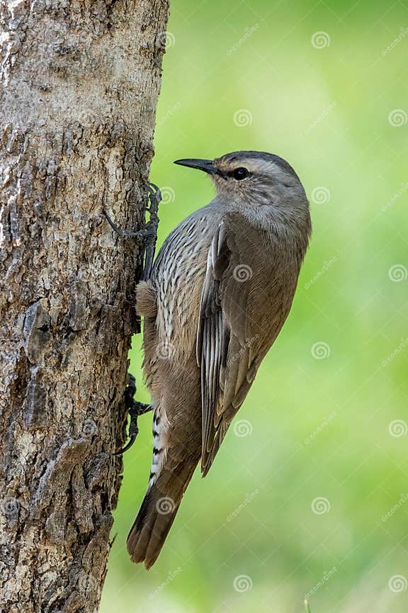 Brown Treecreeper in Australia Stock Image - Image of creeper, climbs ...