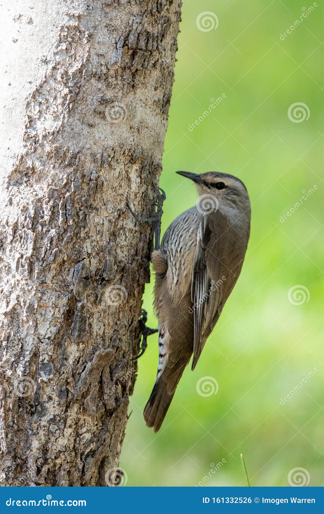 Brown Treecreeper in Australia Stock Photo - Image of close ...