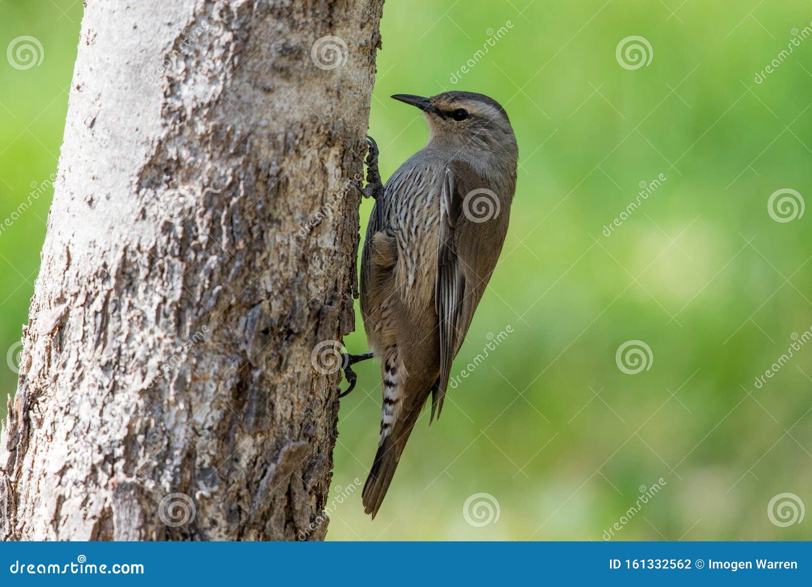 Brown Treecreeper in Australia Stock Photo - Image of native, climbs ...