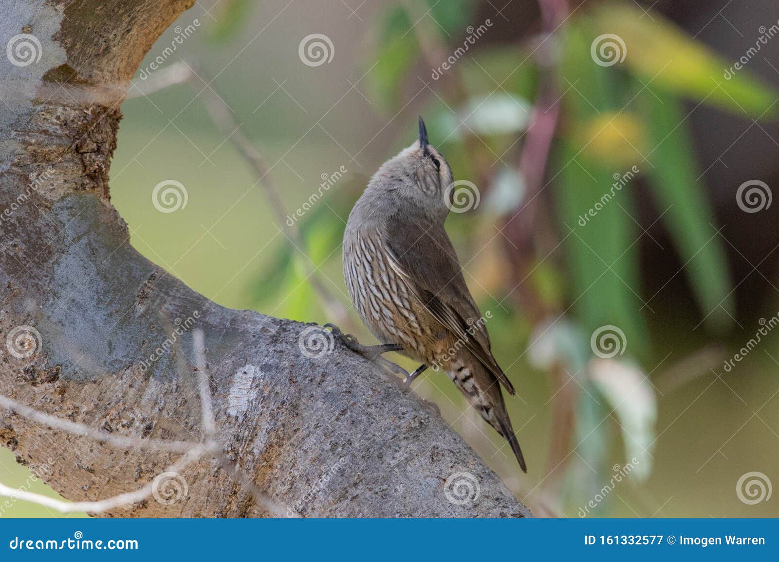 Brown Treecreeper in Australia Stock Image - Image of aves, climacteris ...