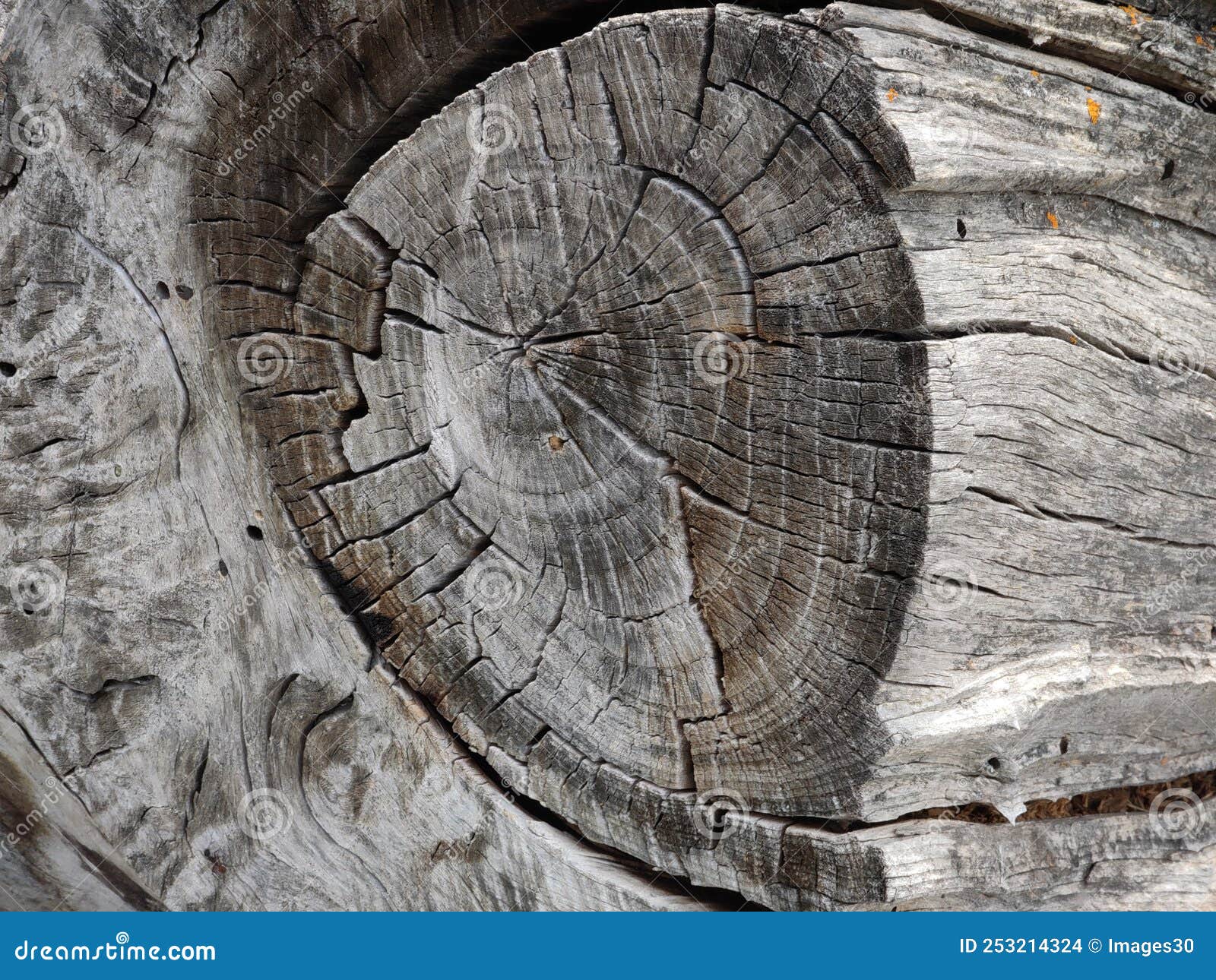 Interesting Cross Section of Drift Wood Tree Trunk Stock Photo - Image ...