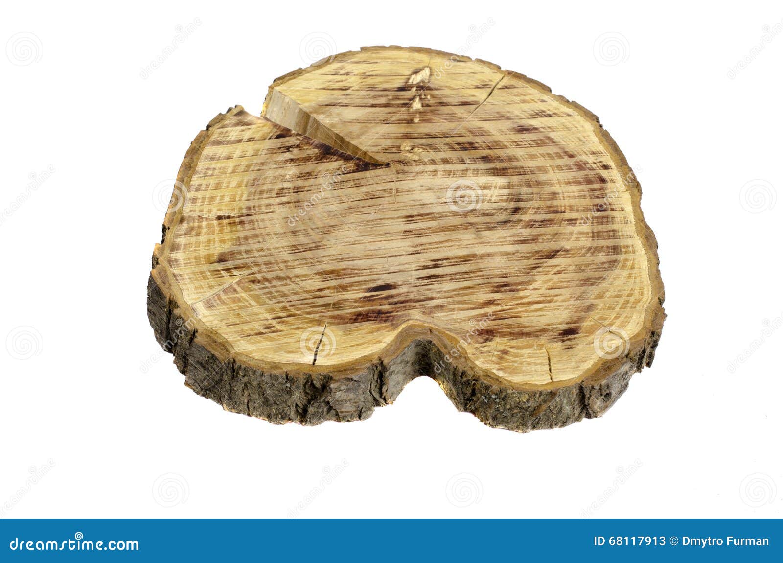 Interesting Cross Section of Tree Trunk. Stock Image - Image of ...