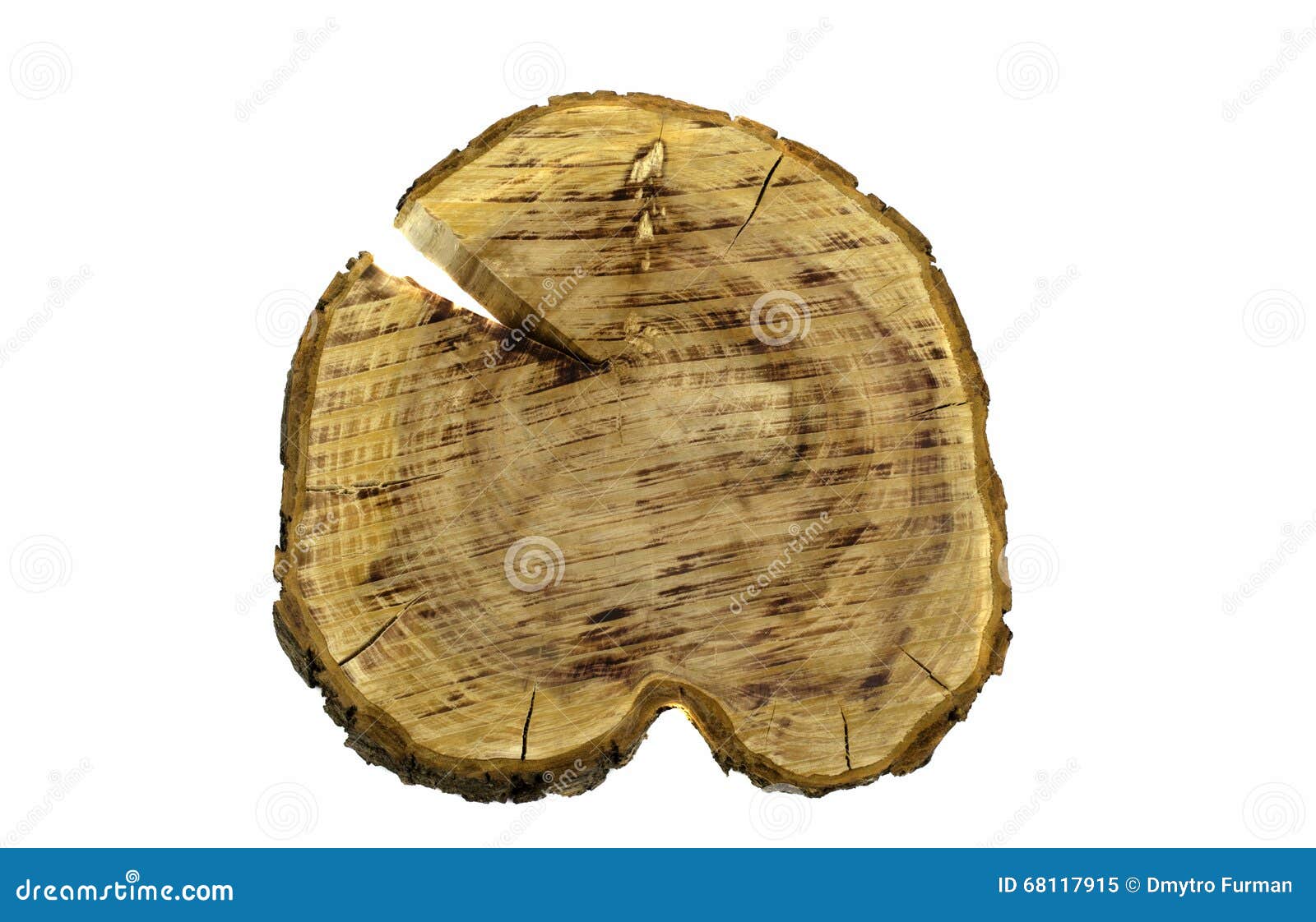 Interesting Cross Section of Tree Trunk. Stock Image - Image of view ...
