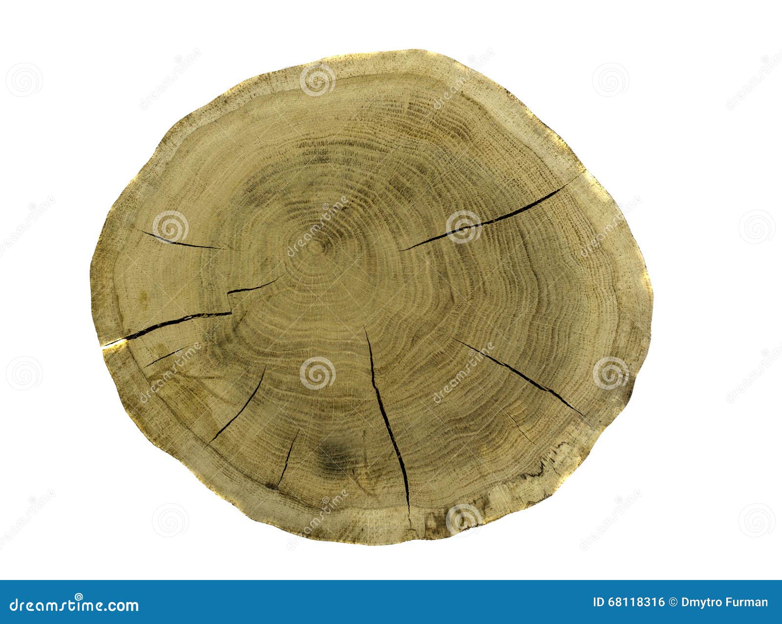 Interesting Cross Section of Tree Trunk. Stock Photo - Image of core ...