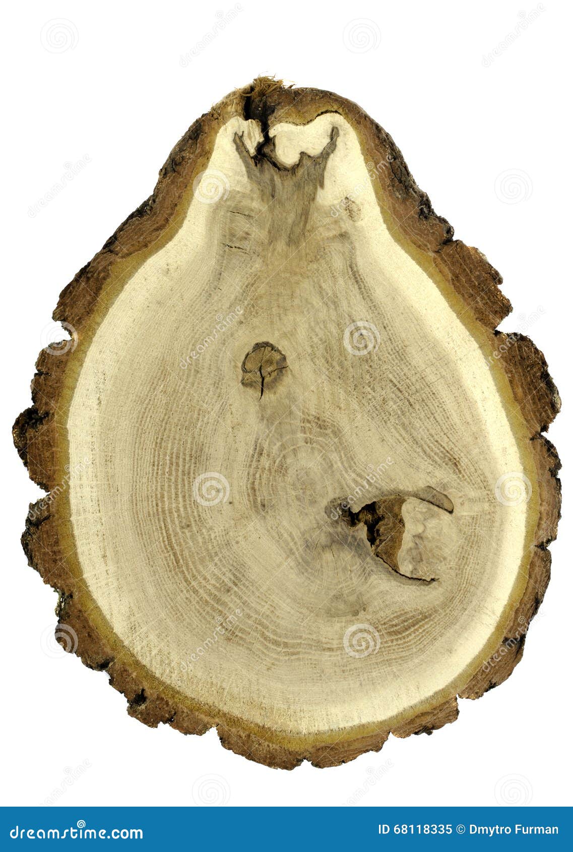 Interesting Cross Section of Tree Trunk. Stock Image - Image of ...
