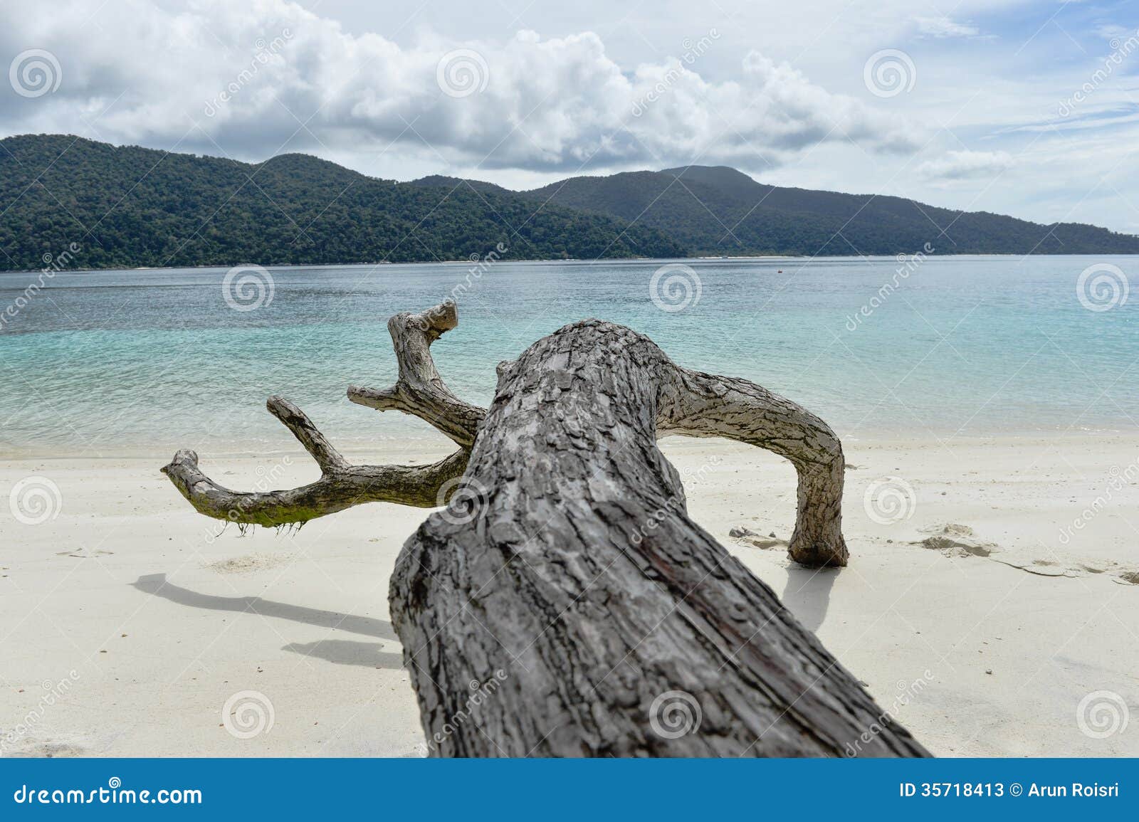 Interesting Dead Tree on Tropical Beach Stock Image - Image of seascape ...