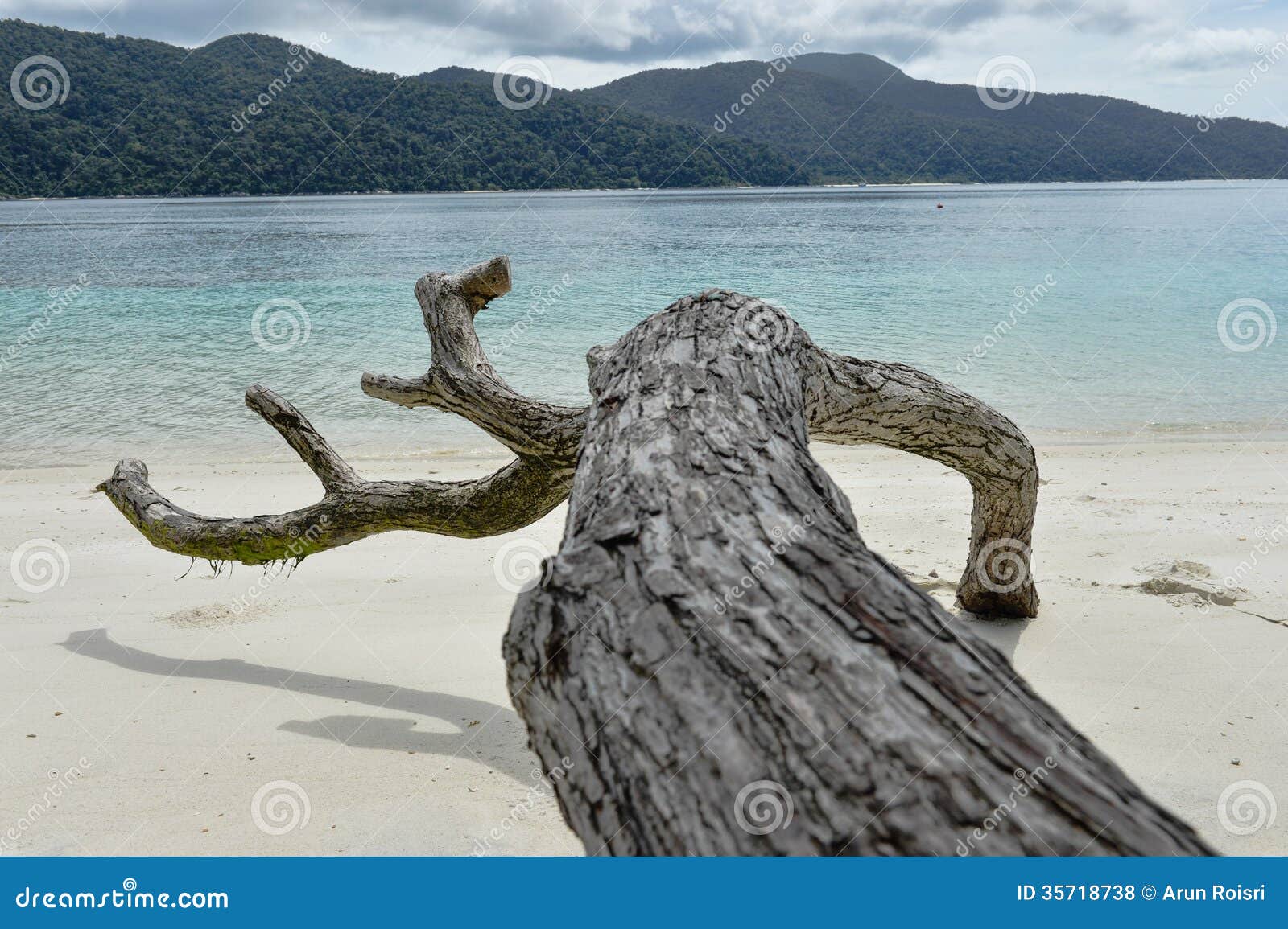 Interesting Dead Tree on Tropical Beach Stock Photo - Image of nature ...