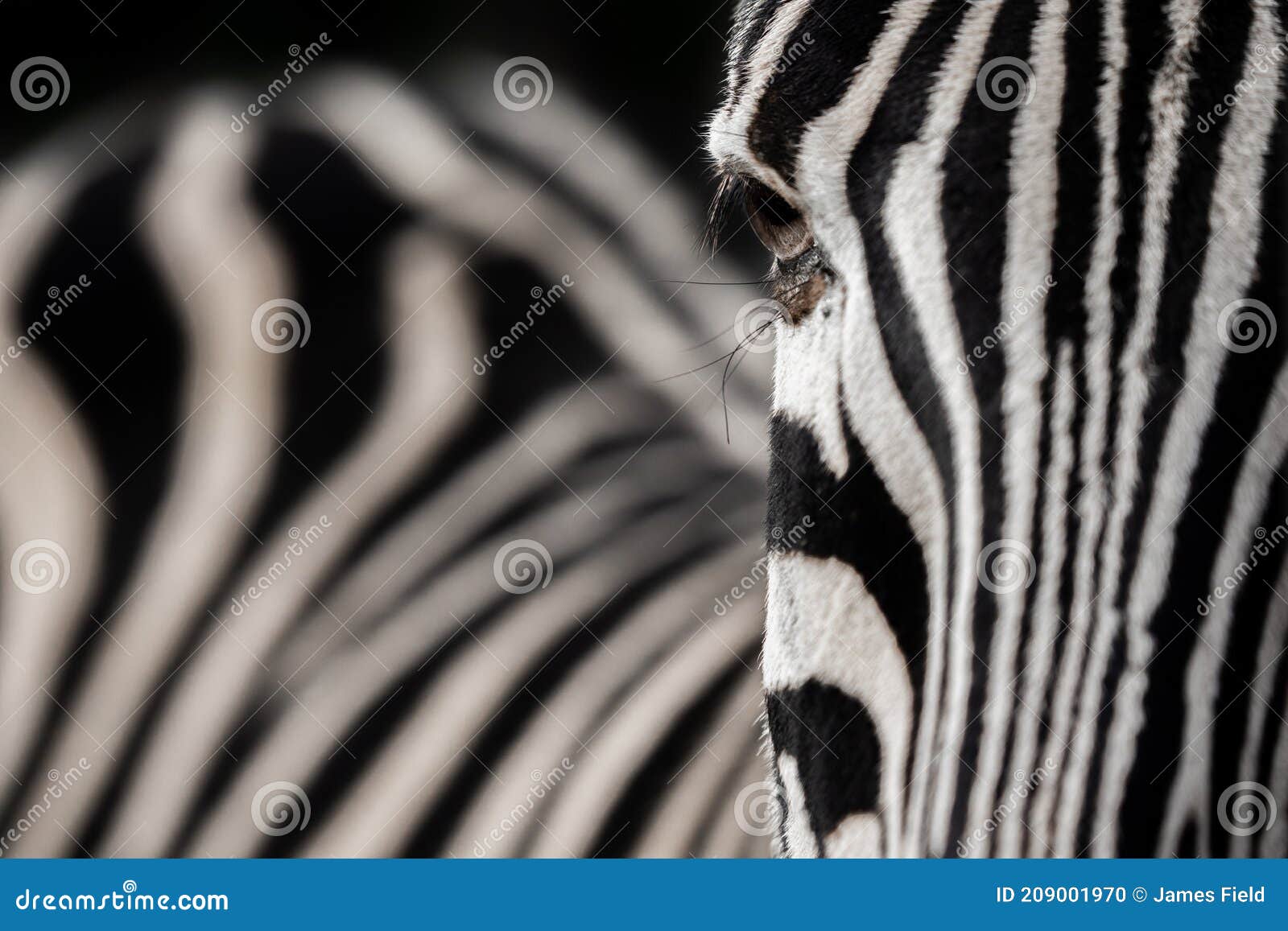 Interesting Depth of Field Composition of a Zebra S Face Stock Photo ...